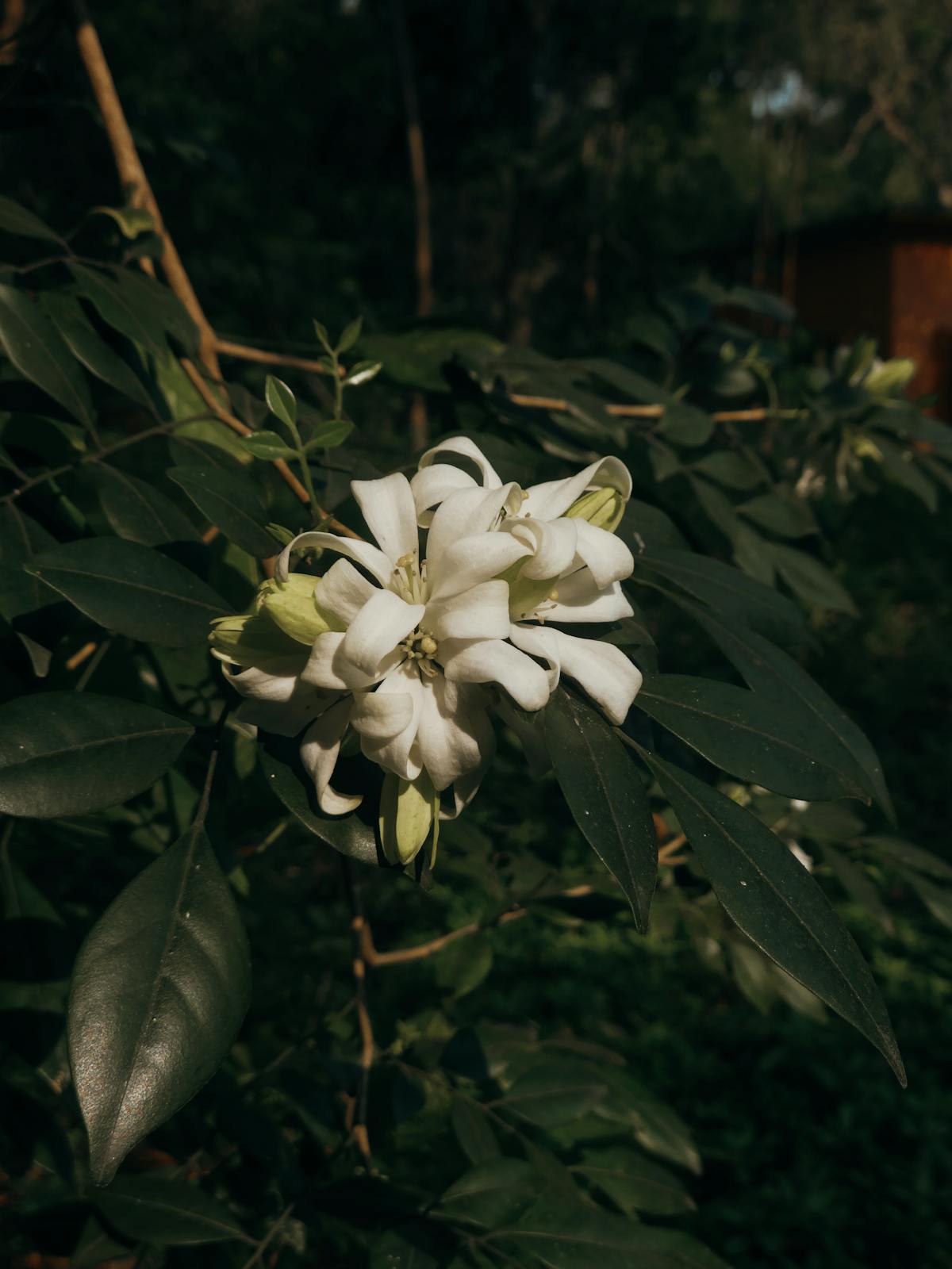 Musk Flower Photos, Download The BEST Free Musk Flower Stock Photos ...