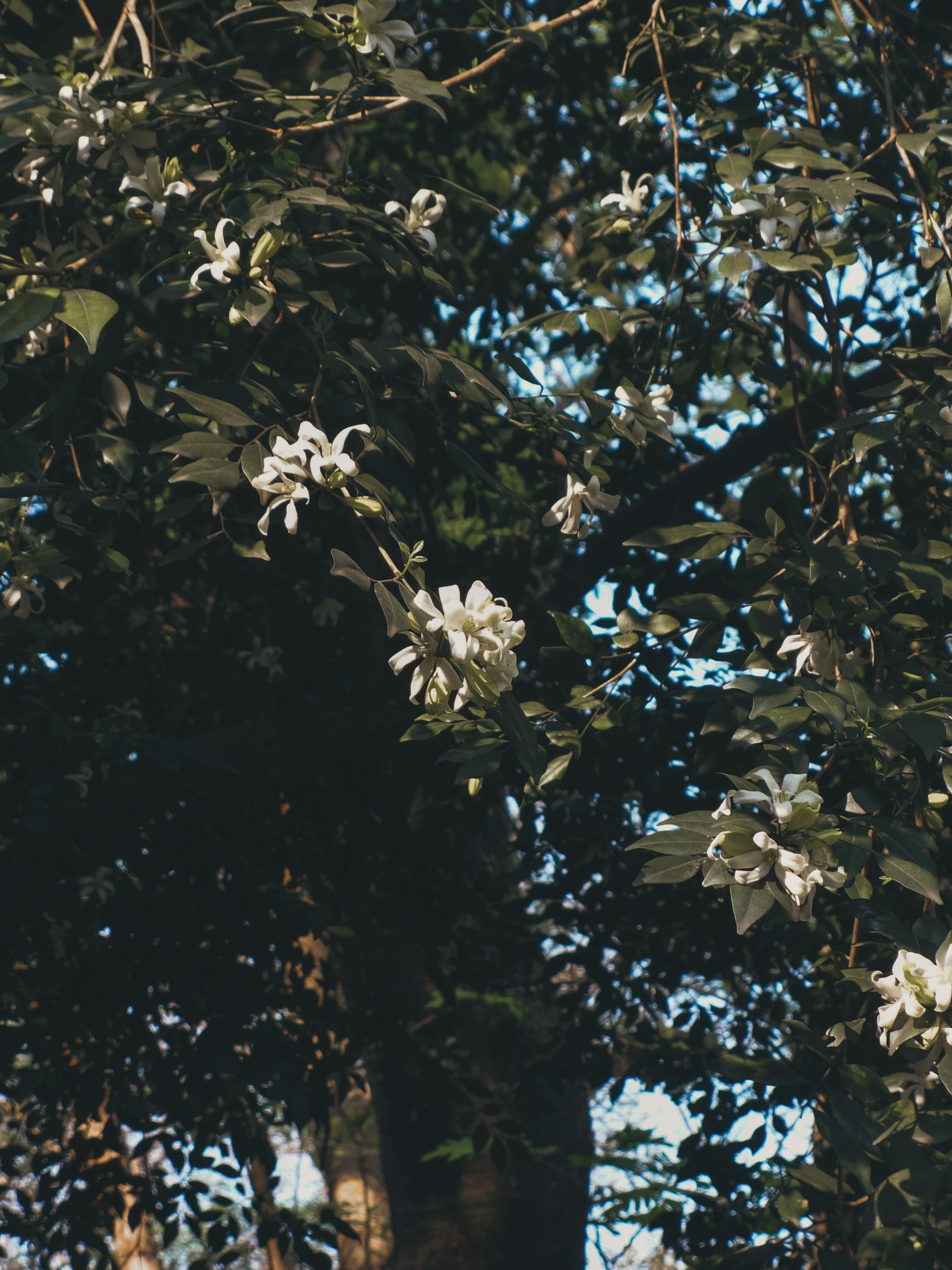 Tangled Branches of Tree · Free Stock Photo