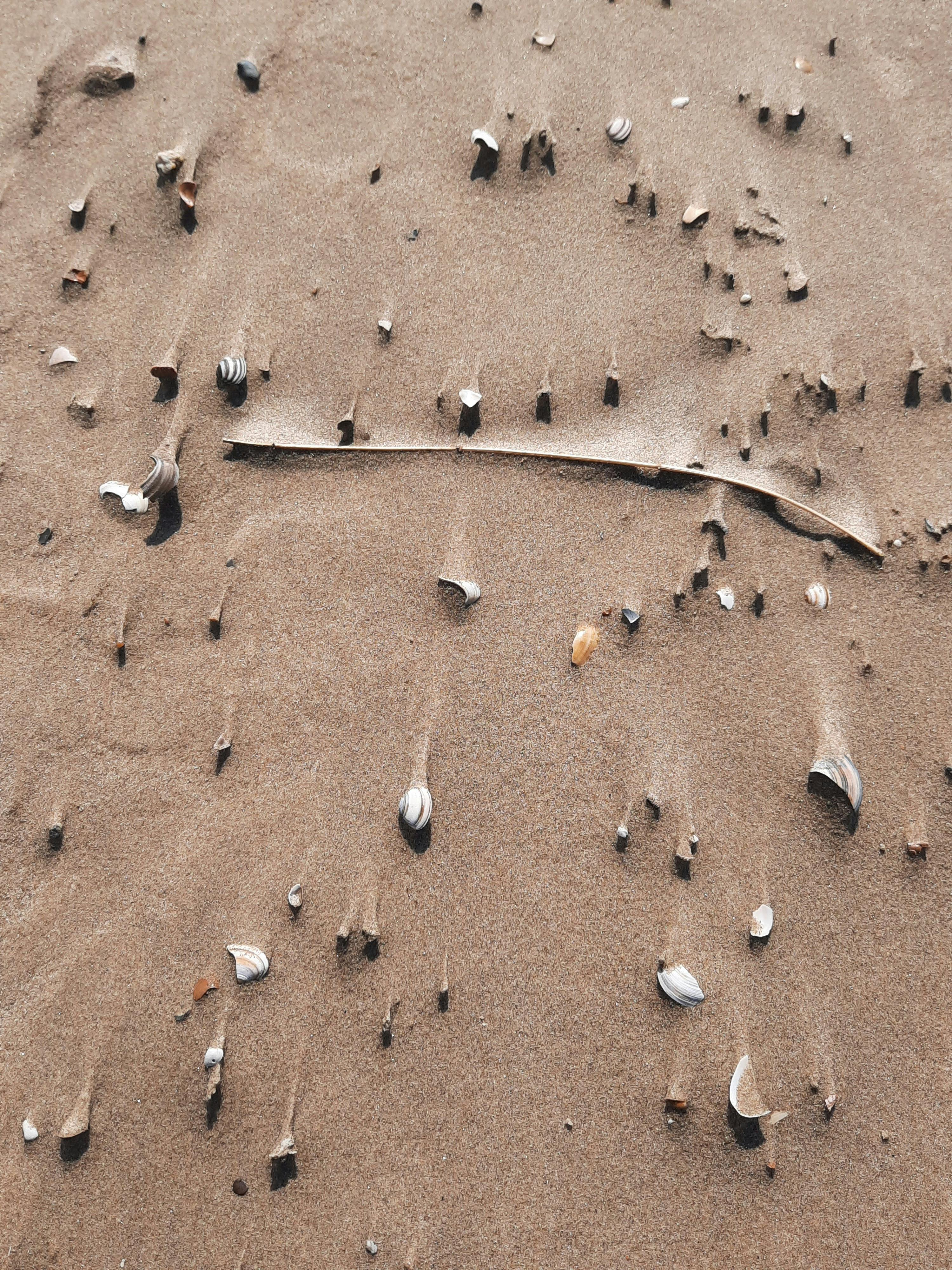 Three Assorted Sea Shells on Brown Sand · Free Stock Photo