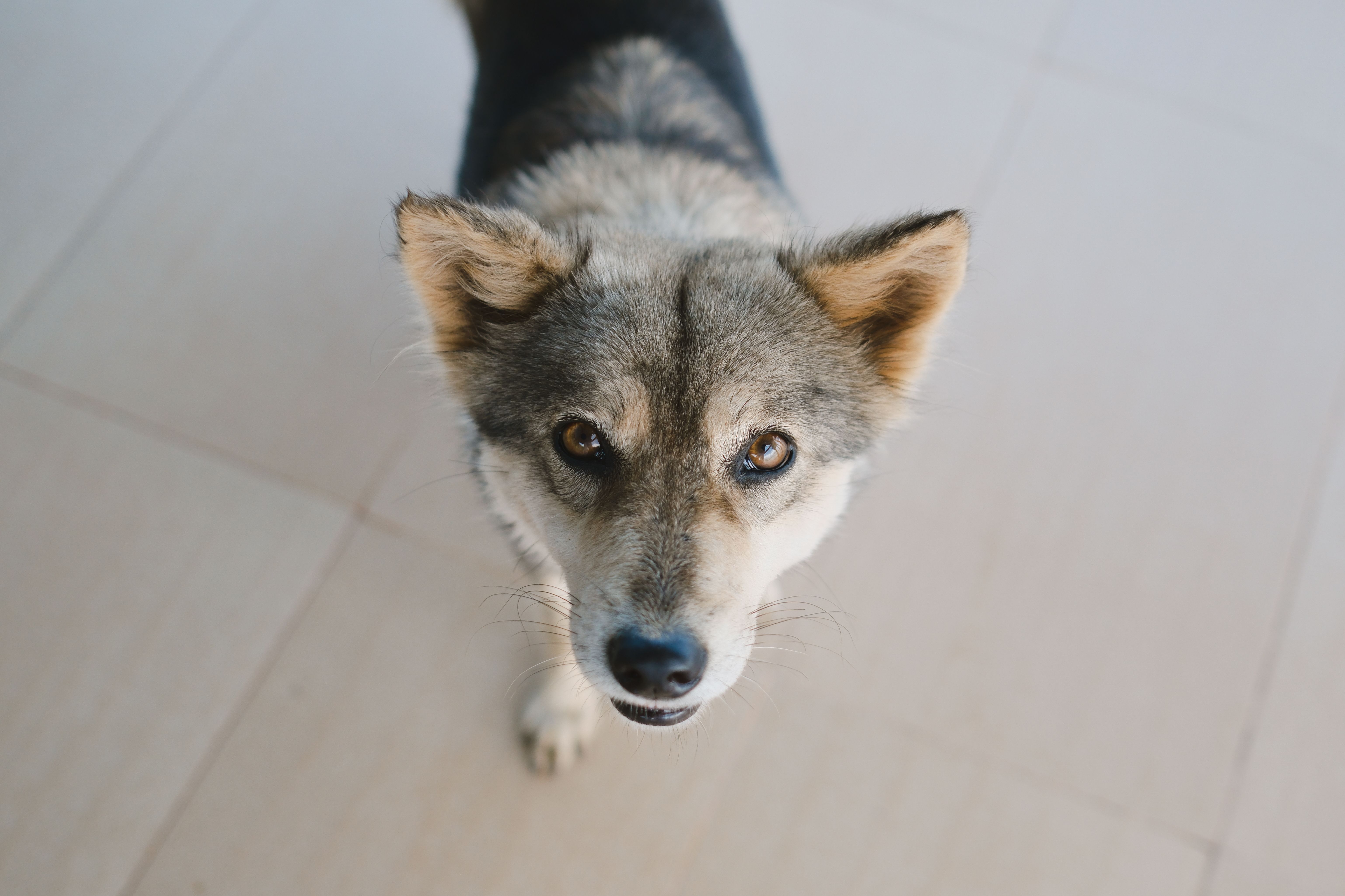 Dogs in Shelter · Free Stock Photo