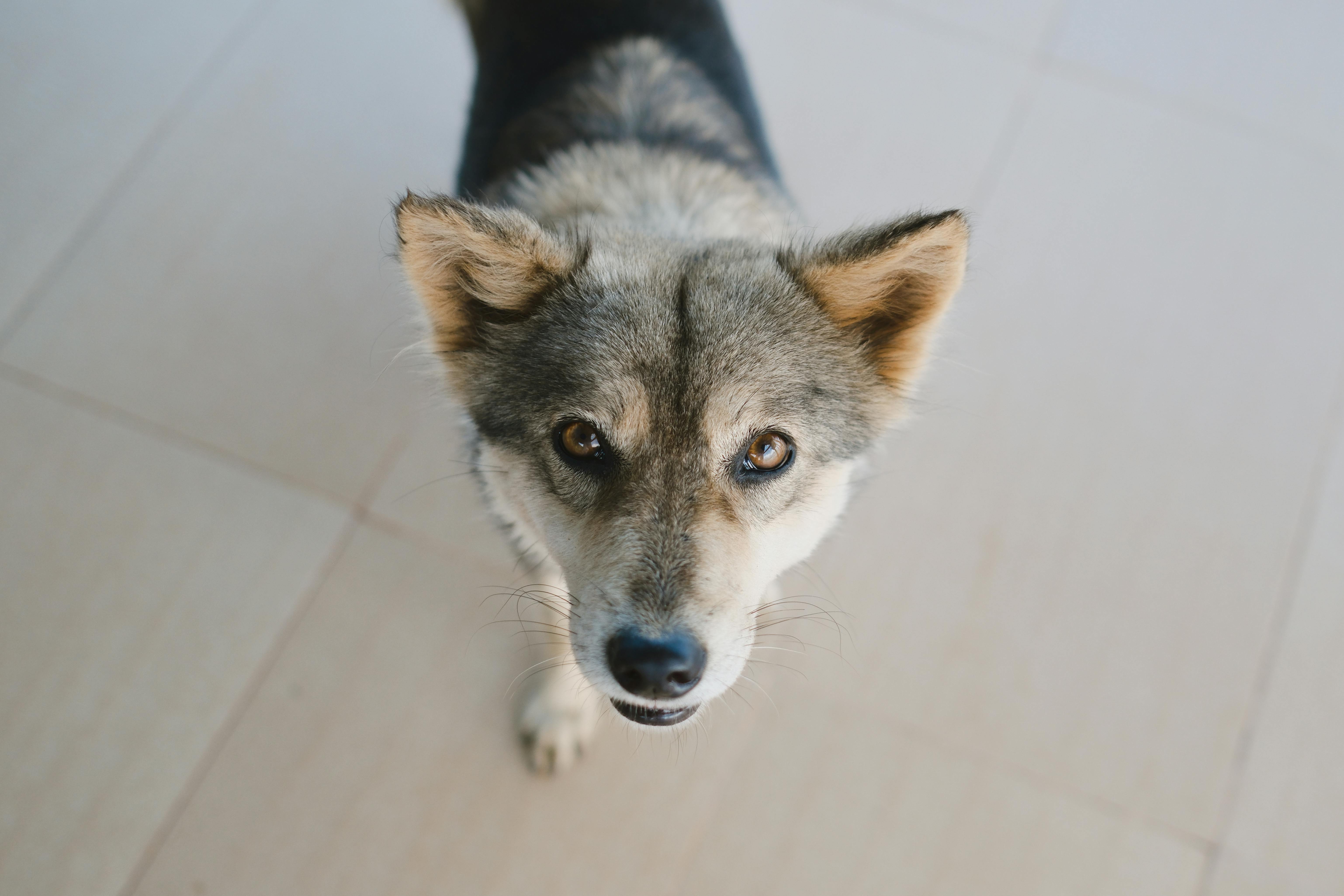 Close up of Dog · Free Stock Photo