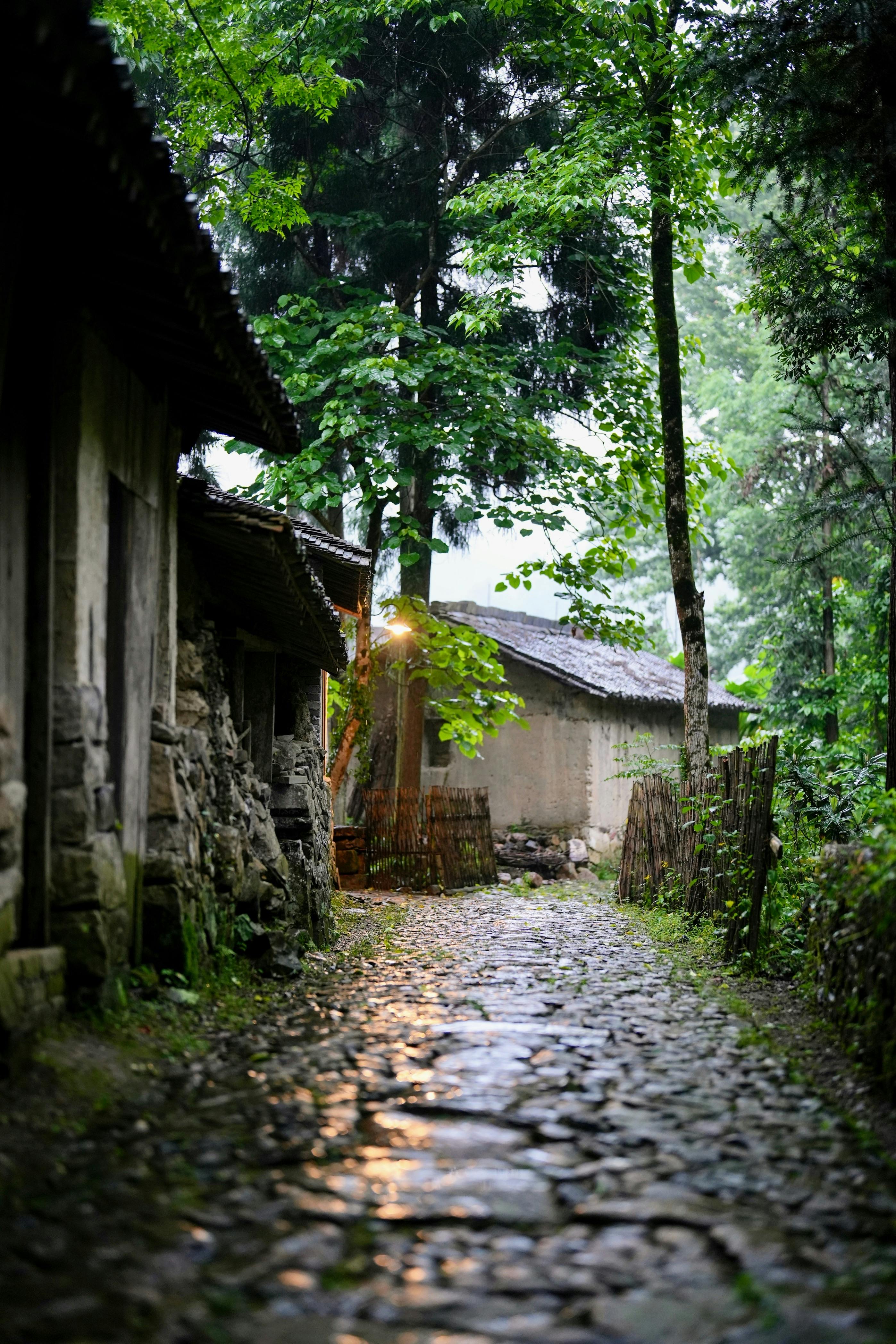 White Flowering Trees In Bloom On The Side Of A Building Surrounded ...