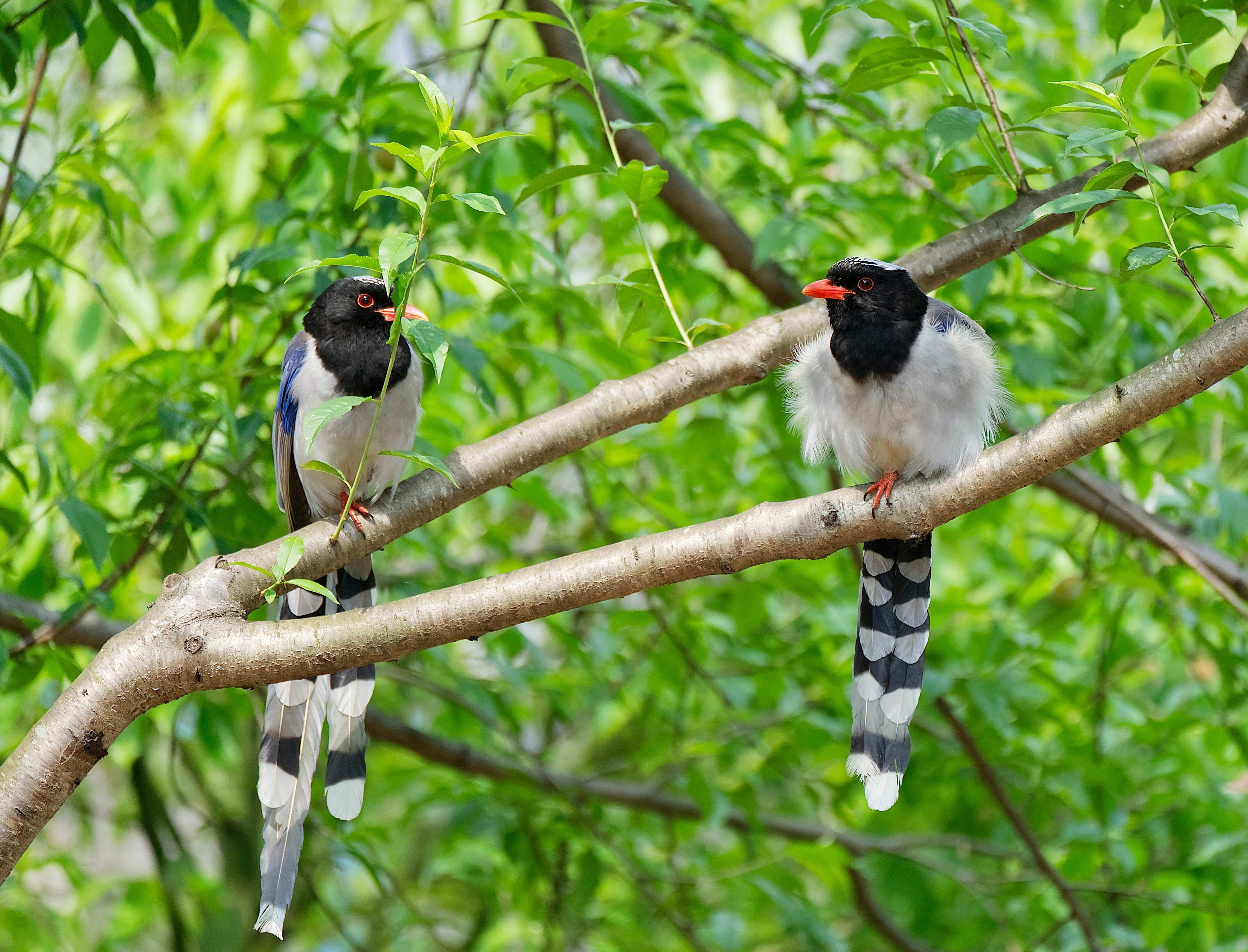 Gray Bird Perched On Tree Branch · Free Stock Photo