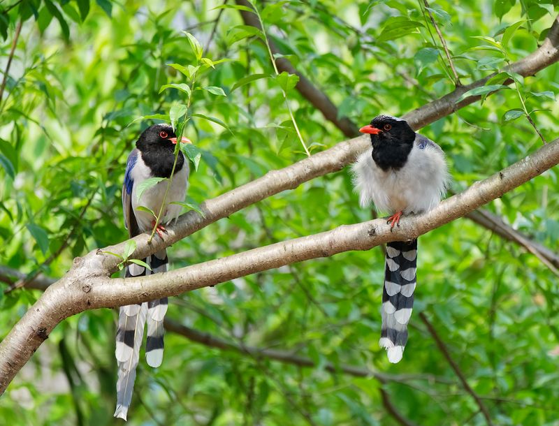 Red Birds Wallpaper Photos, Download The BEST Free Red Birds Wallpaper ...