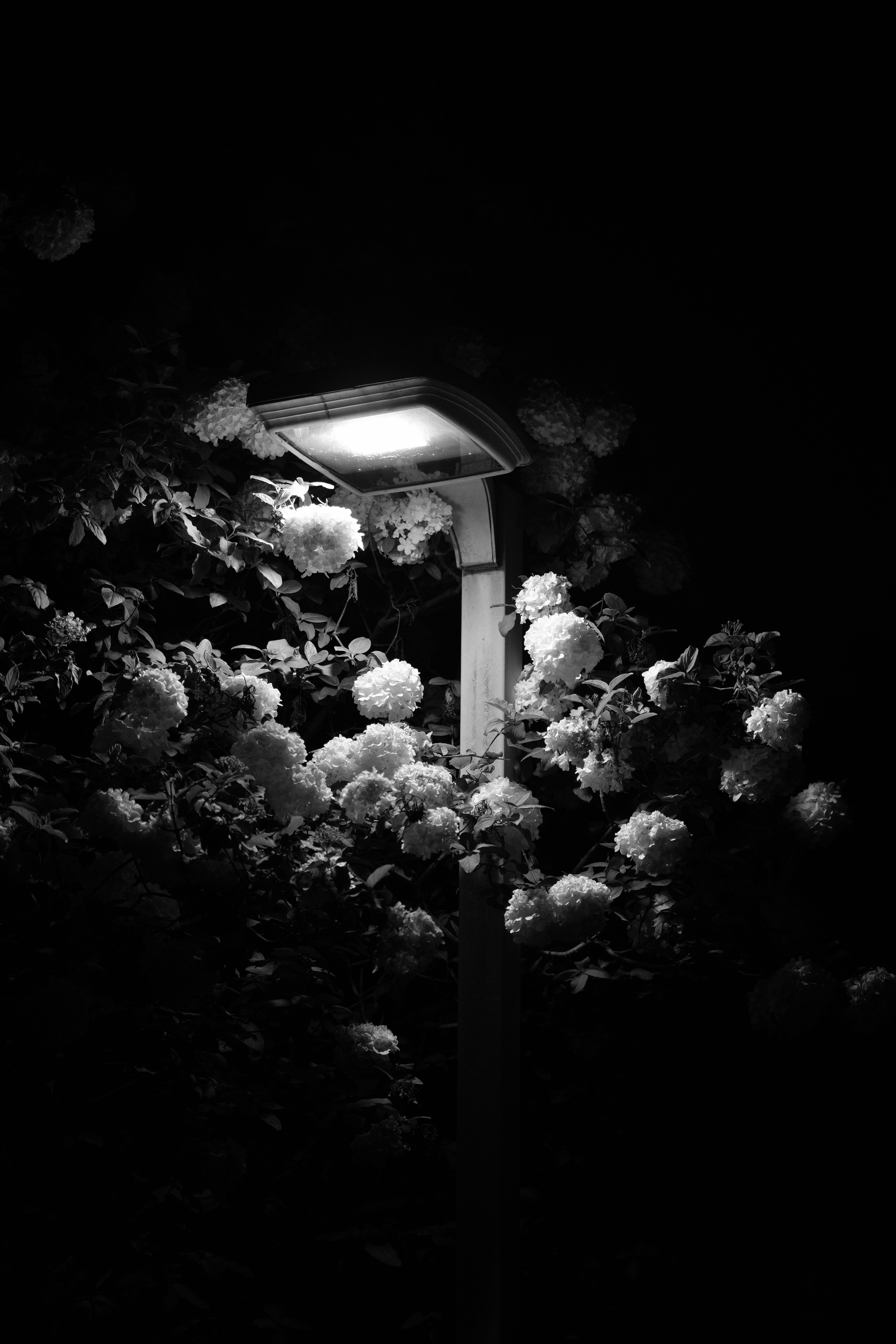 Light over Flowers · Free Stock Photo
