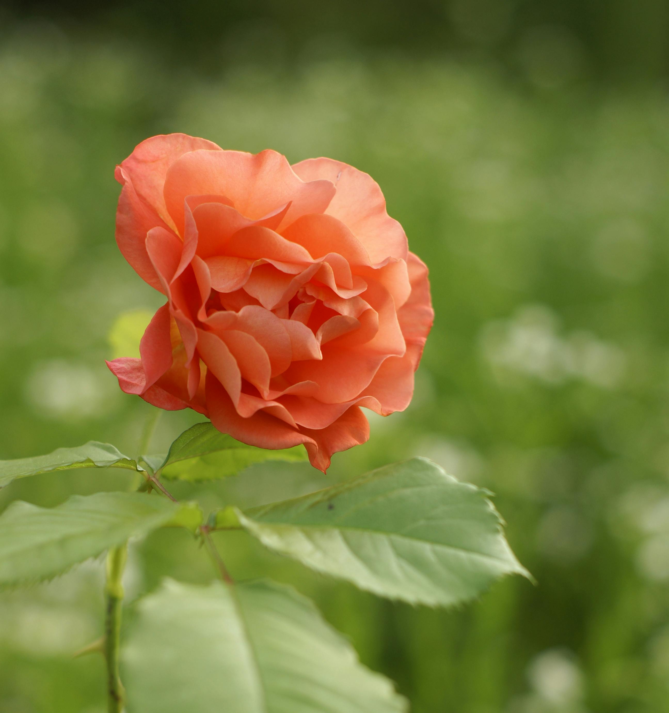 Foto de stock gratuita sobre al aire libre, amapolas, amarillo, arco ...
