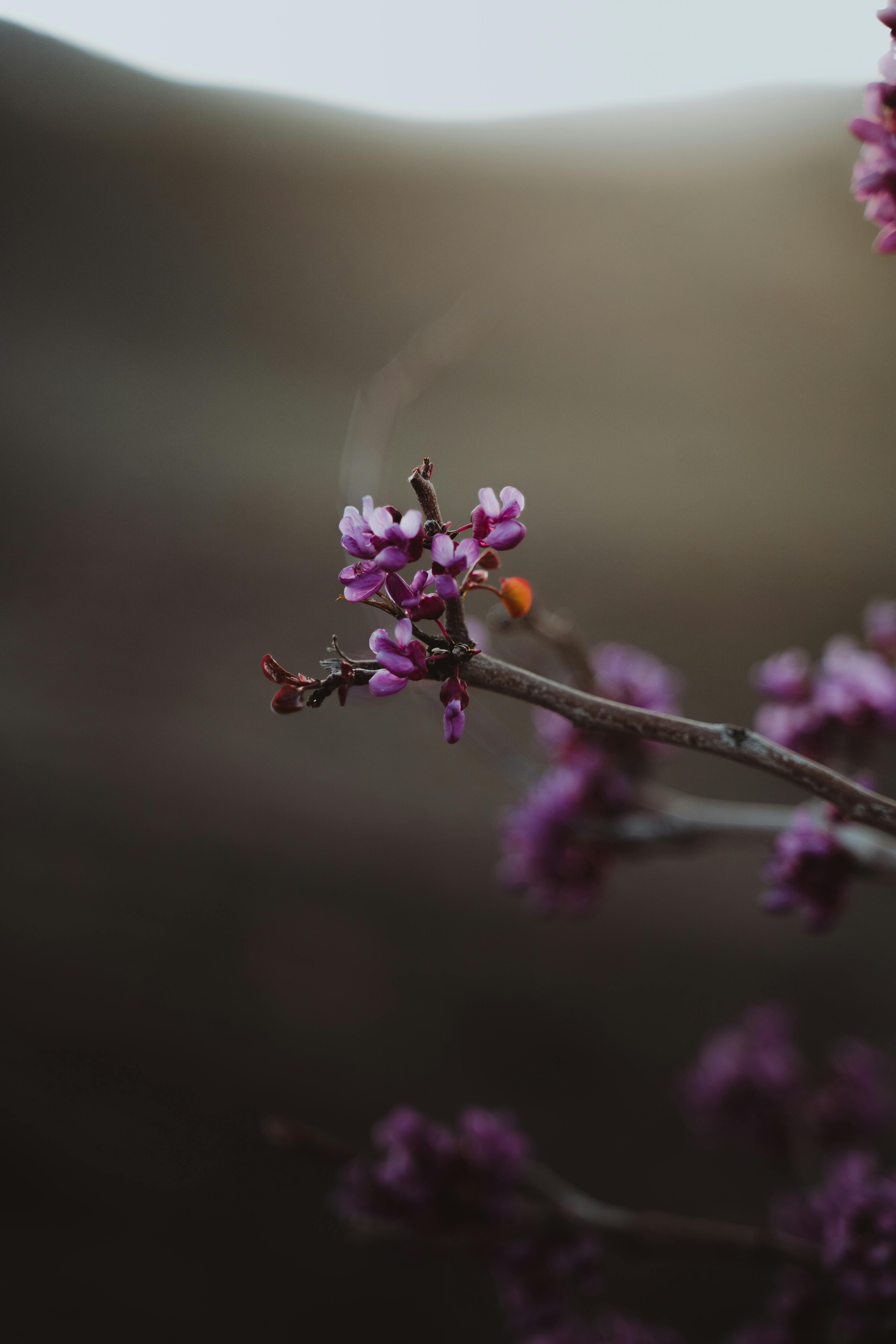 Close-up of Tree Branch in Bloom · Free Stock Photo