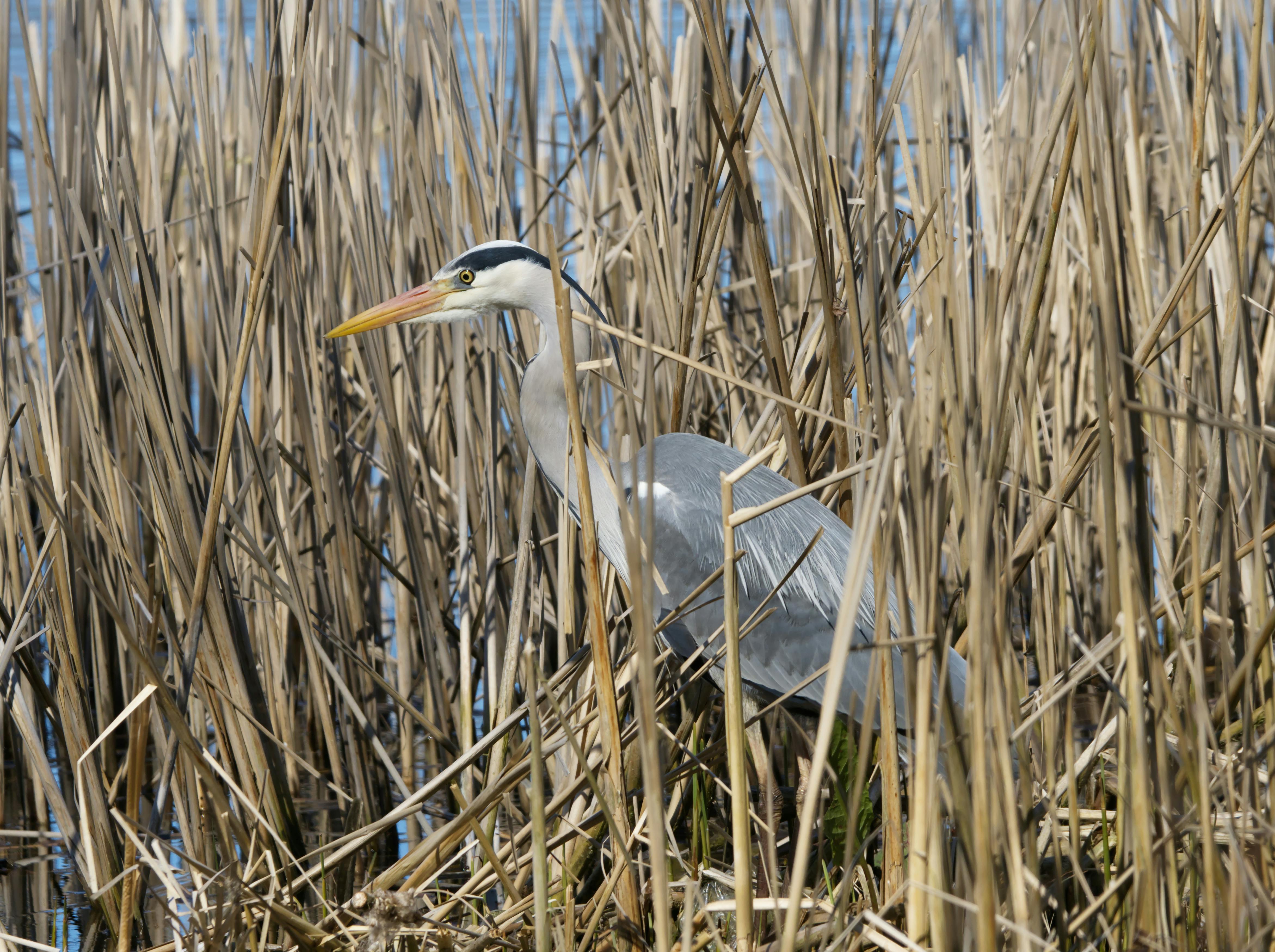 Mithun Animal Photos, Download The BEST Free Mithun Animal Stock Photos ...