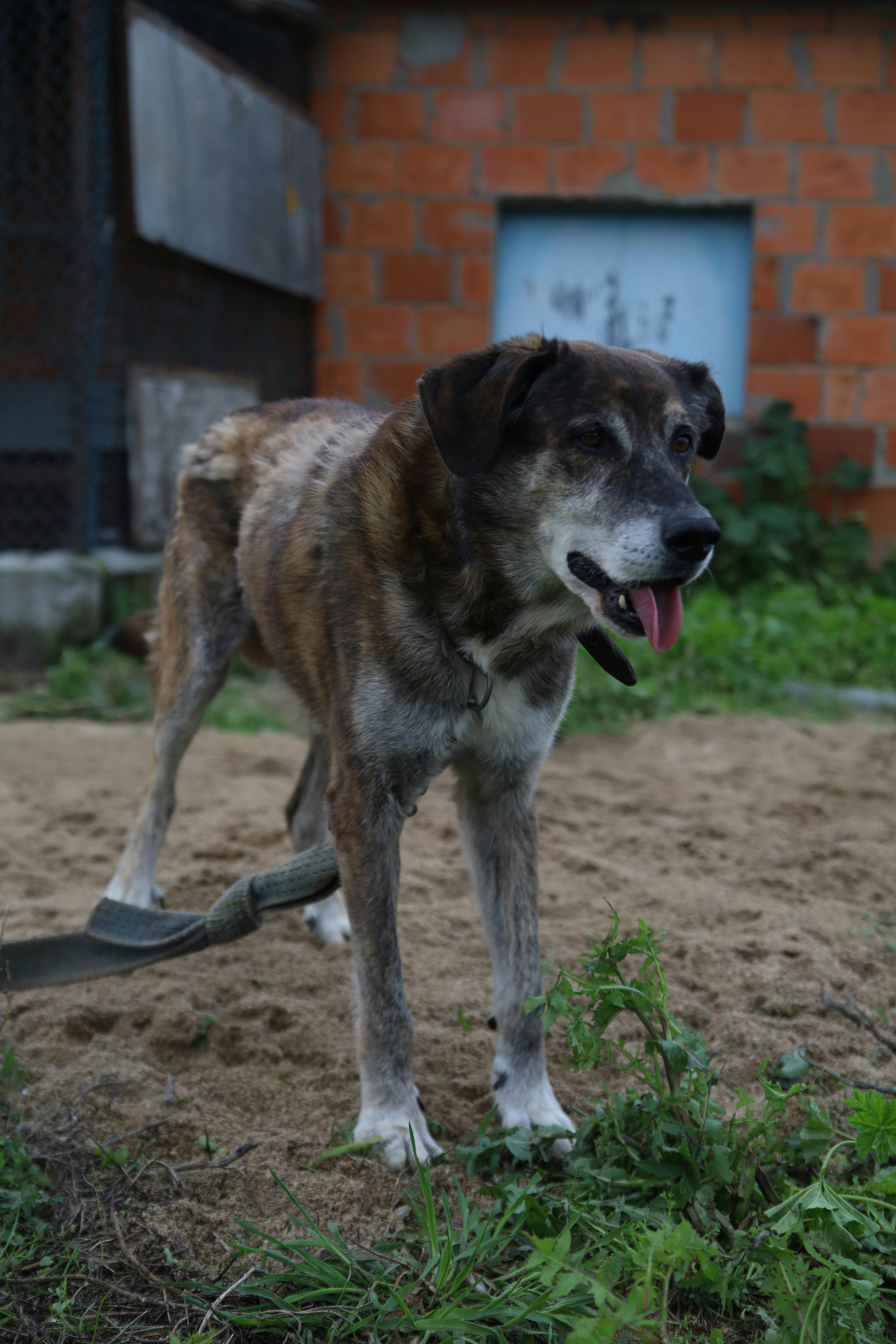 Dog in Countryside · Free Stock Photo