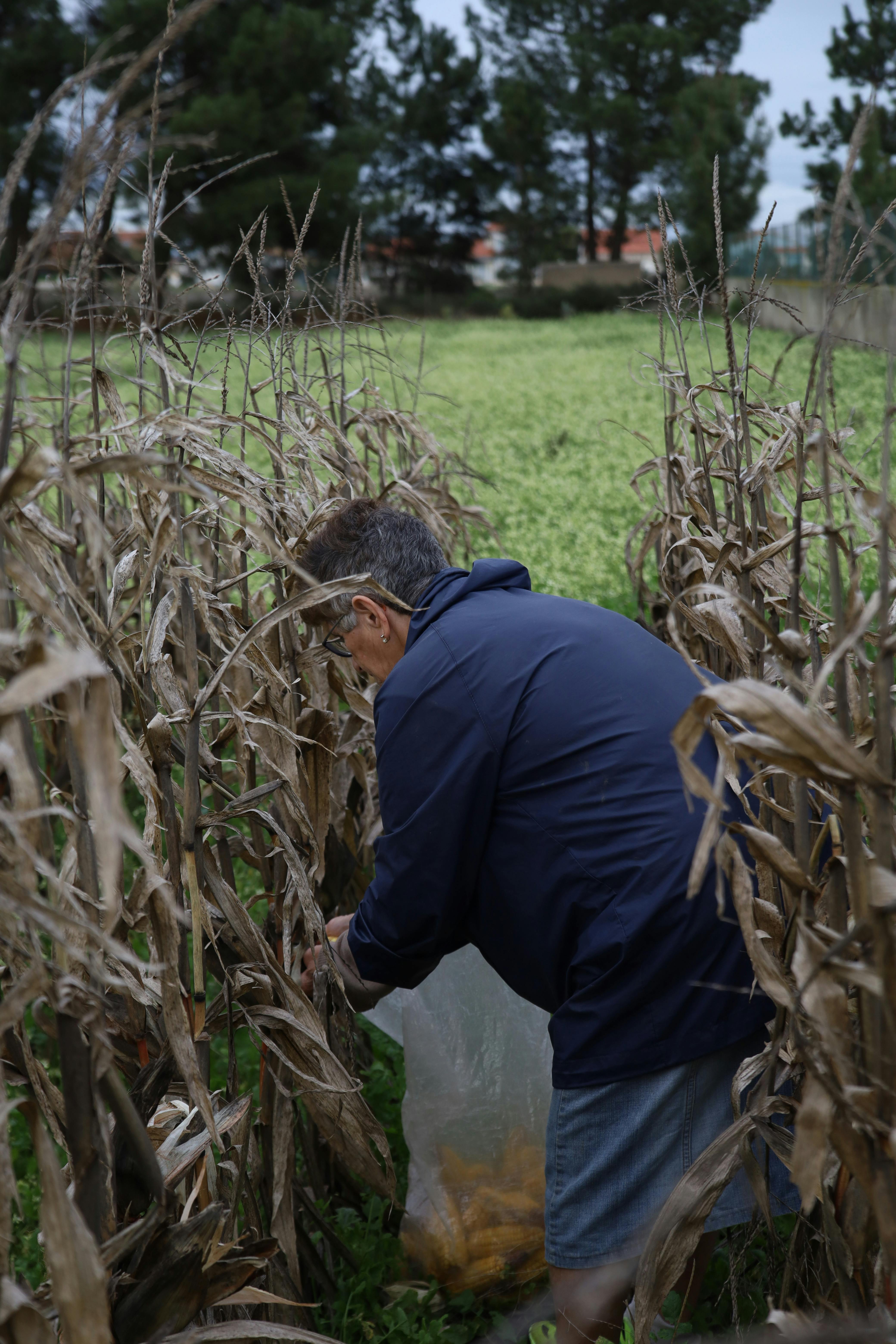 Man Picking Up Corn from Field · Free Stock Photo