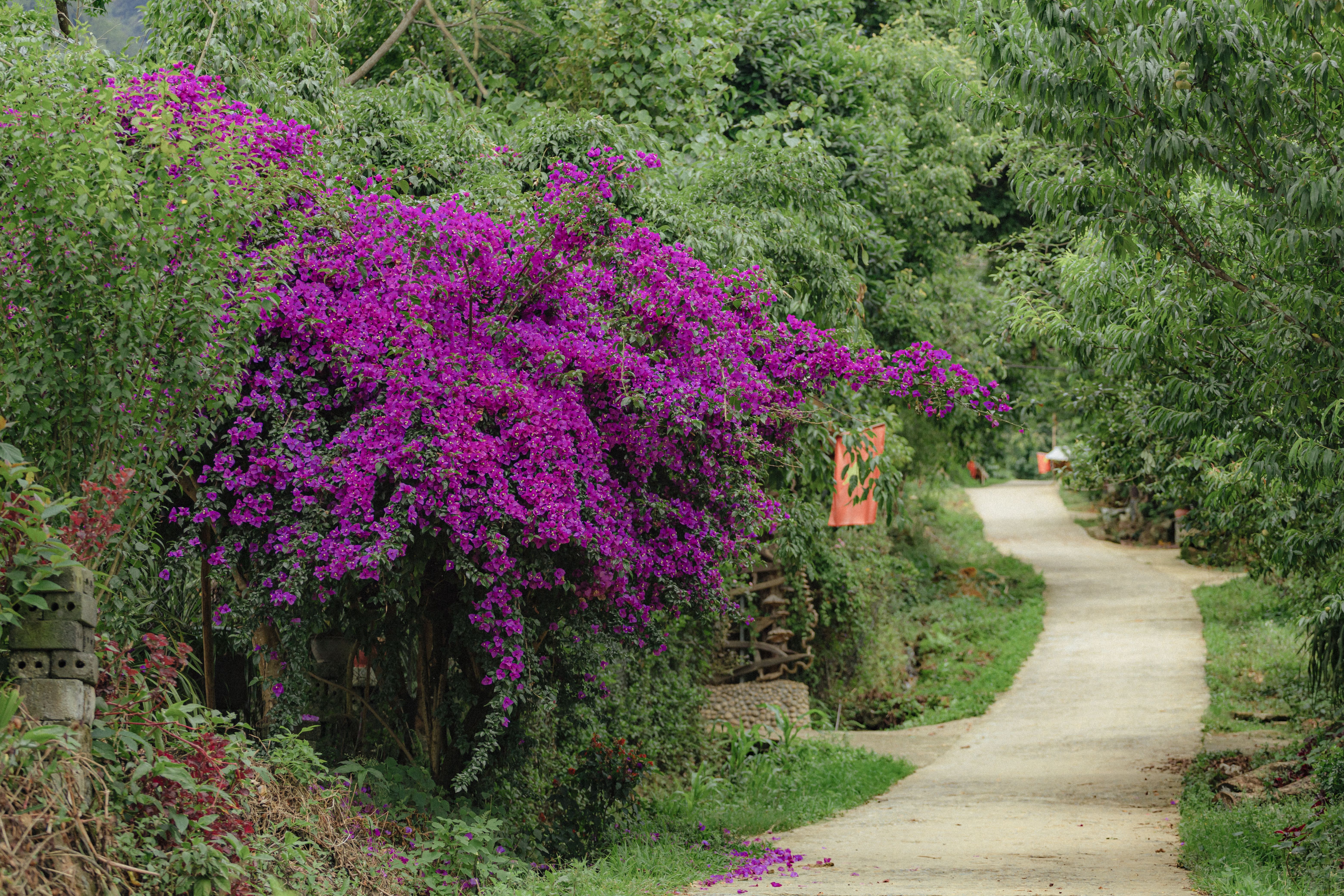 Flowering Shrub in Park · Free Stock Photo