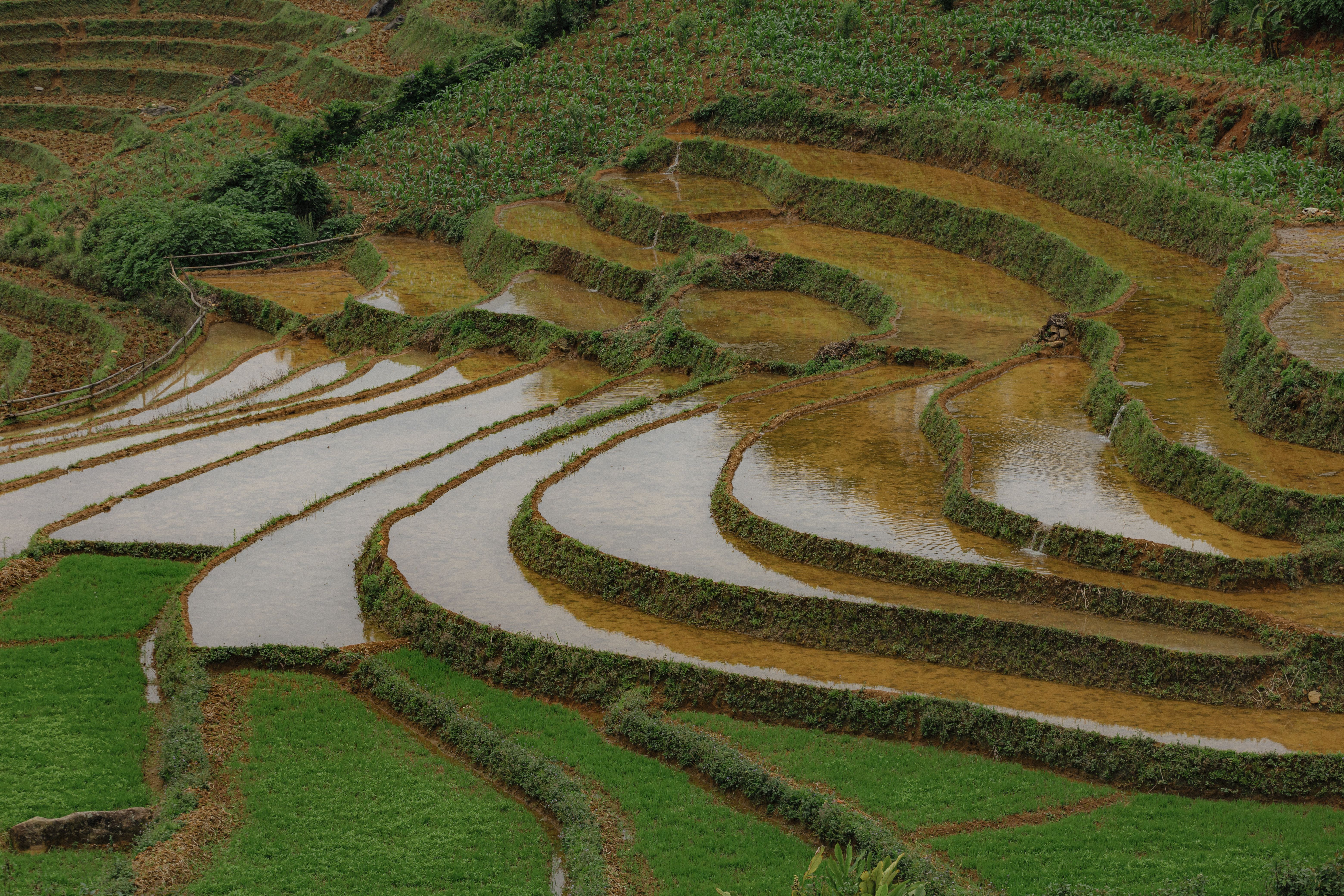 Terrace Plantation Photos, Download The BEST Free Terrace Plantation ...
