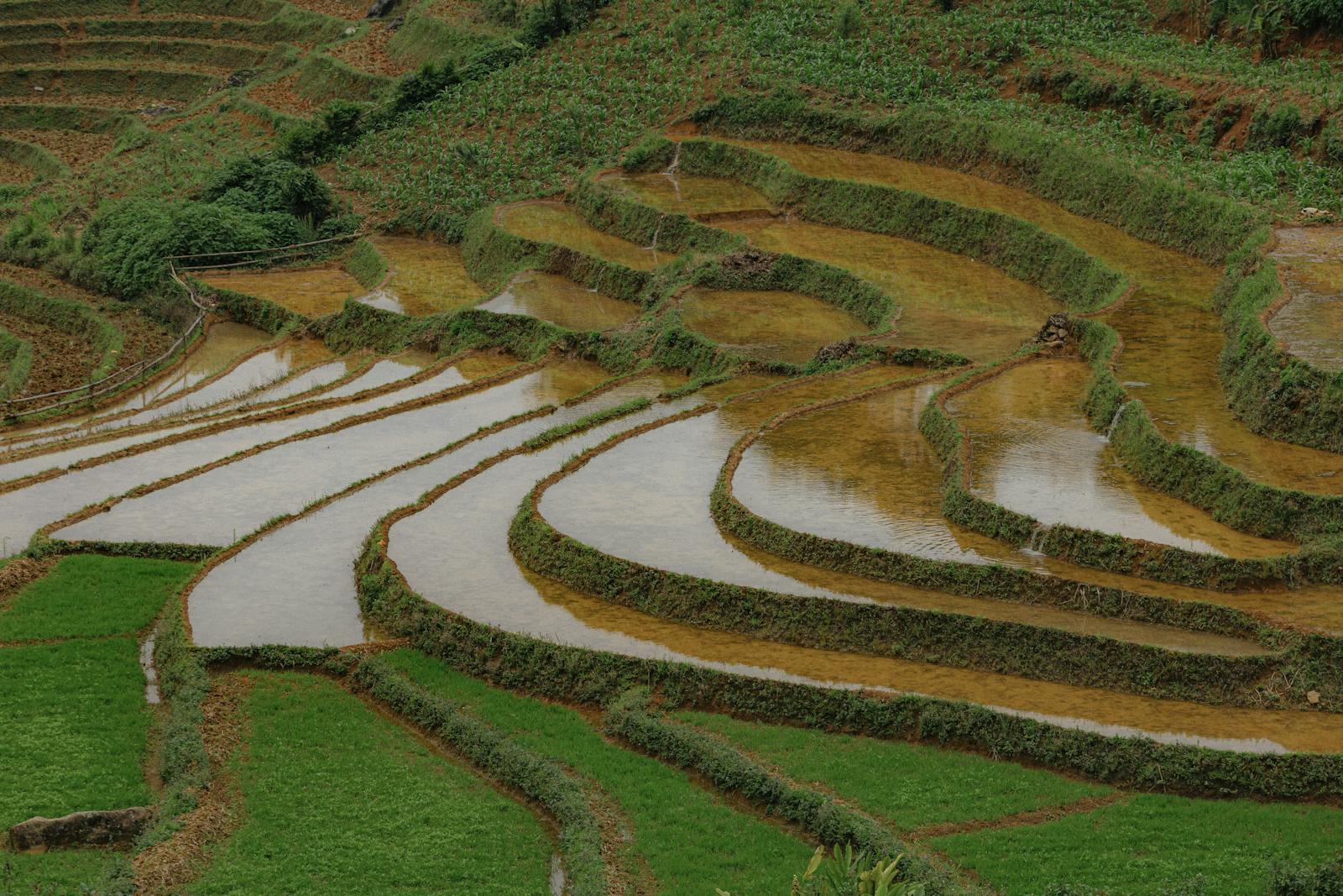 Terrace Plantation Photos, Download The BEST Free Terrace Plantation ...