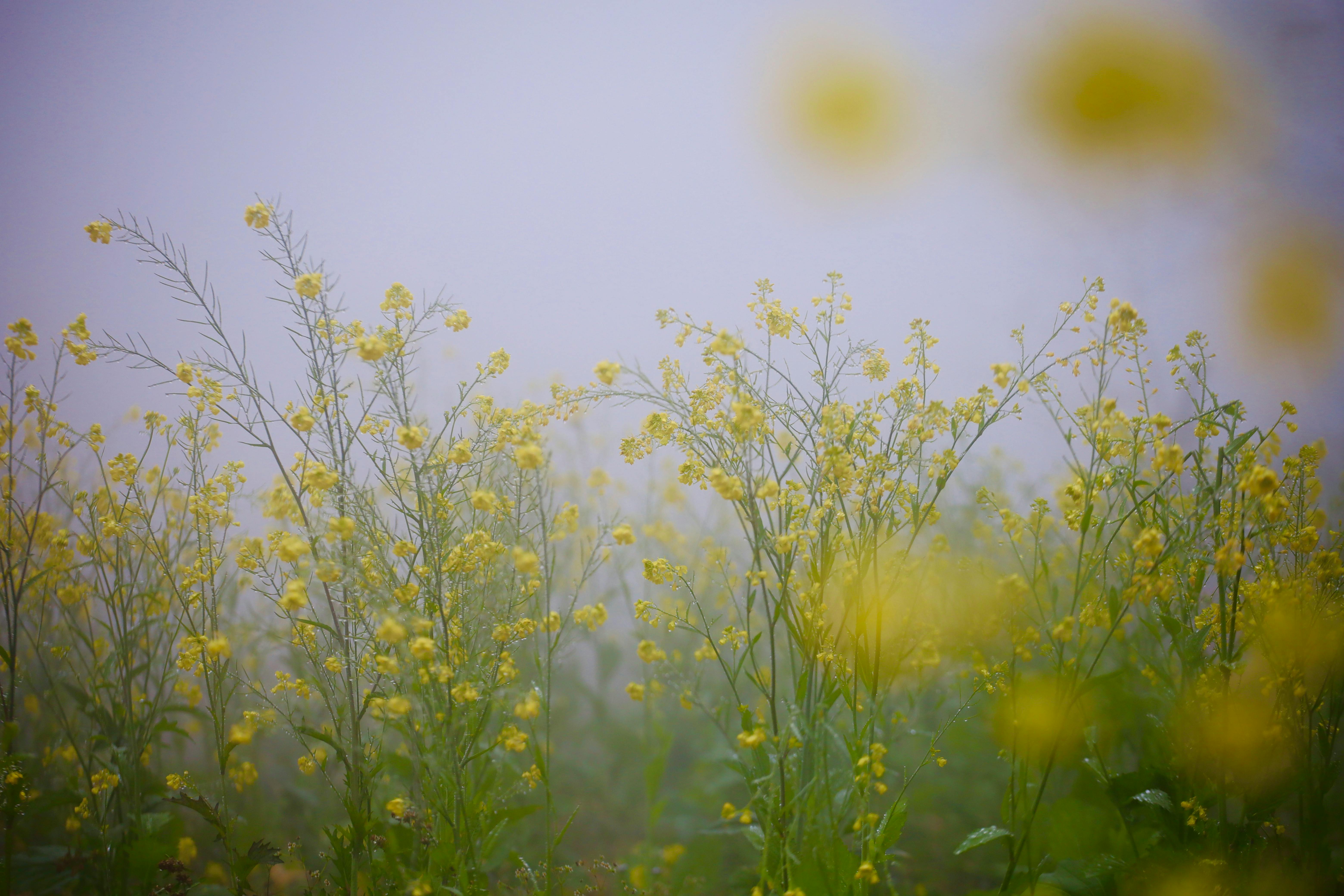 Meadow with Yellow Flowers in Mist · Free Stock Photo