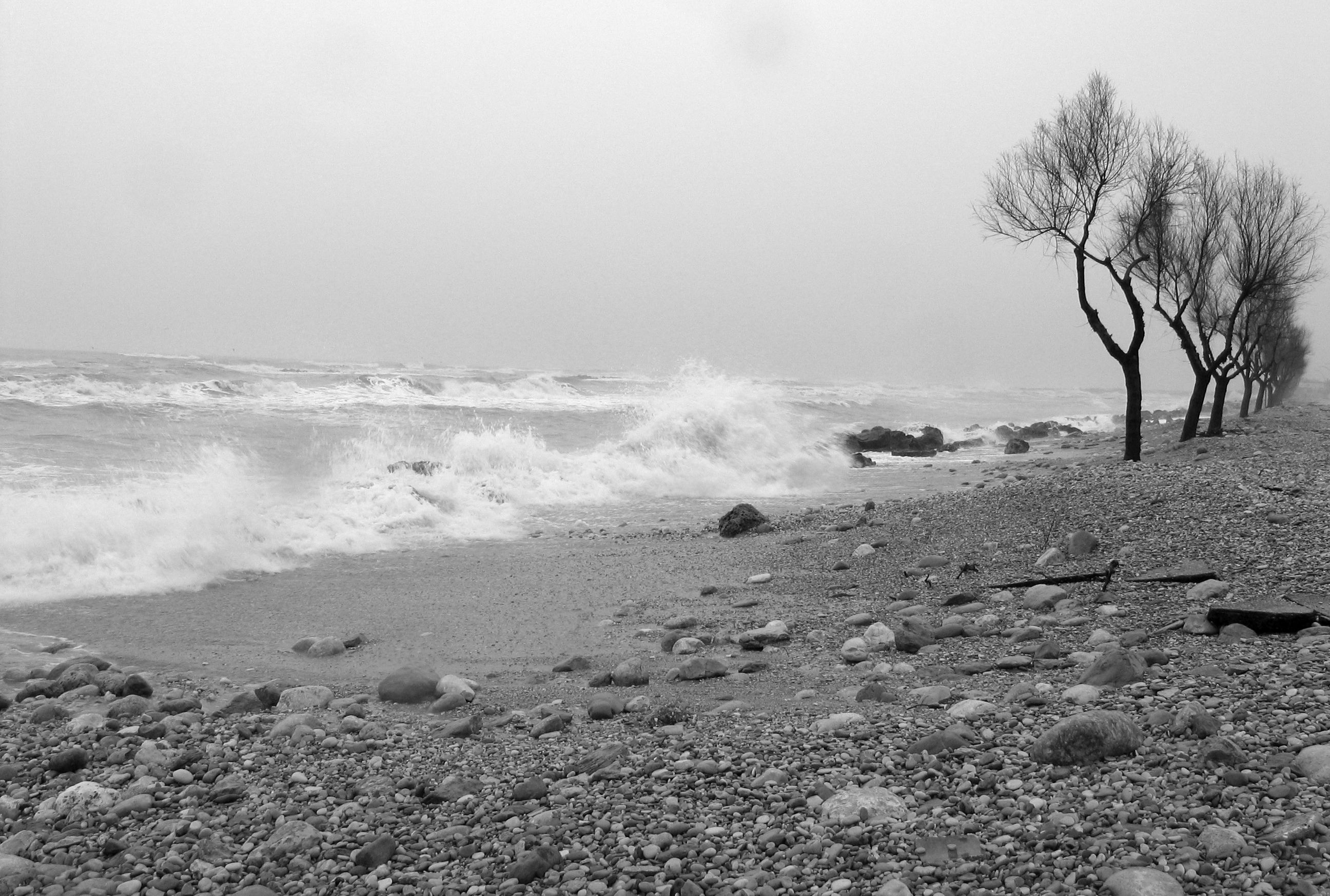 Black and white photo of trees on the beach · Free Stock Photo