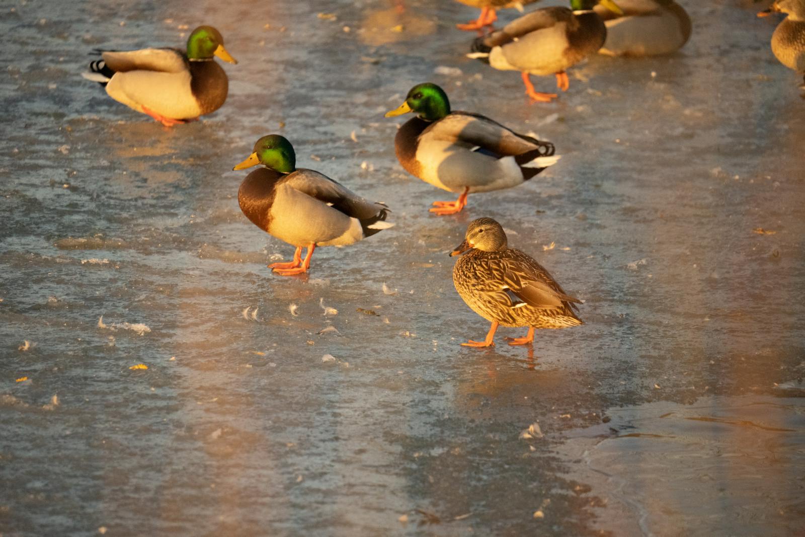 Frozen Ducks Photos, Download The BEST Free Frozen Ducks Stock Photos ...