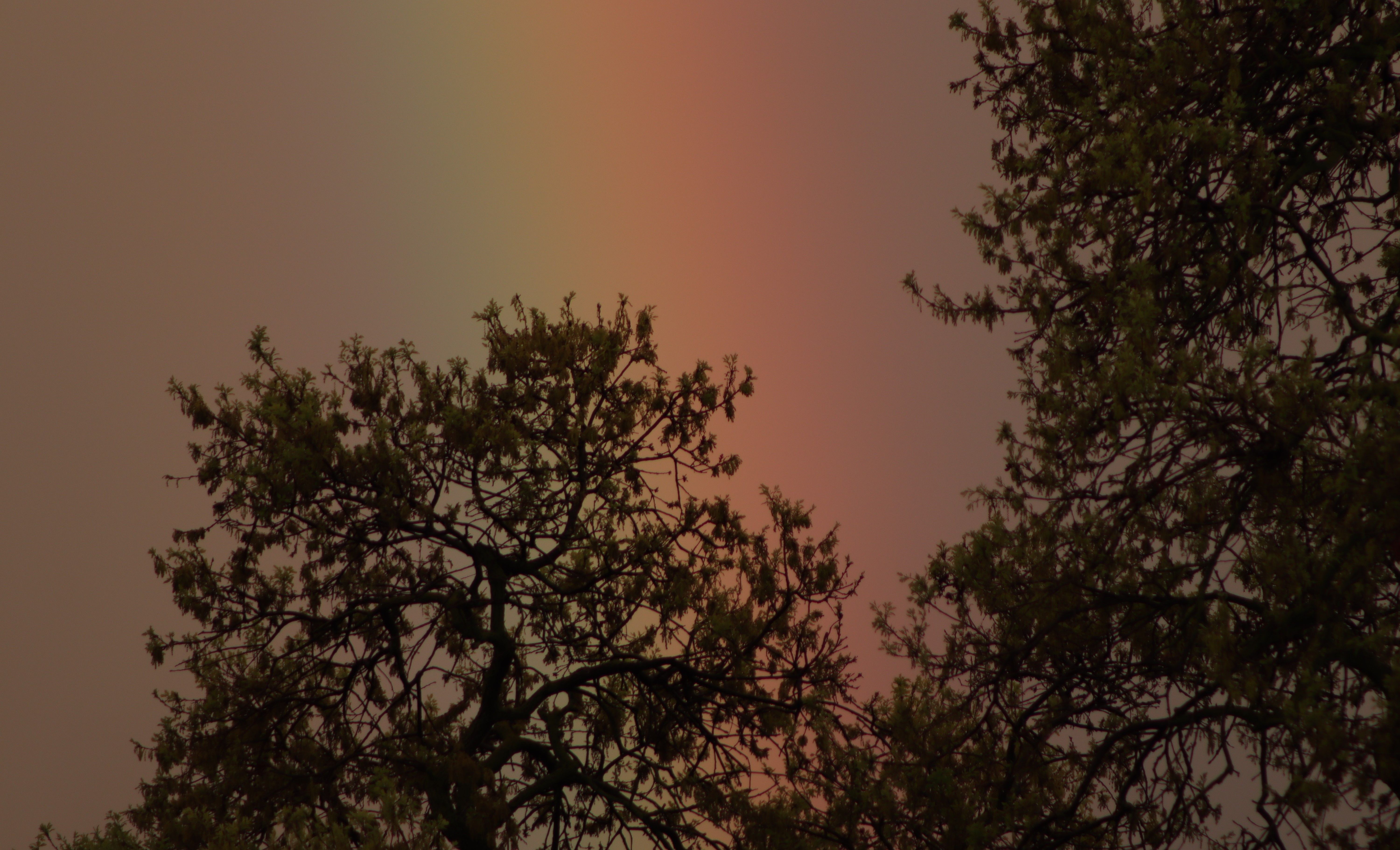 Rainbow behind Trees · Free Stock Photo