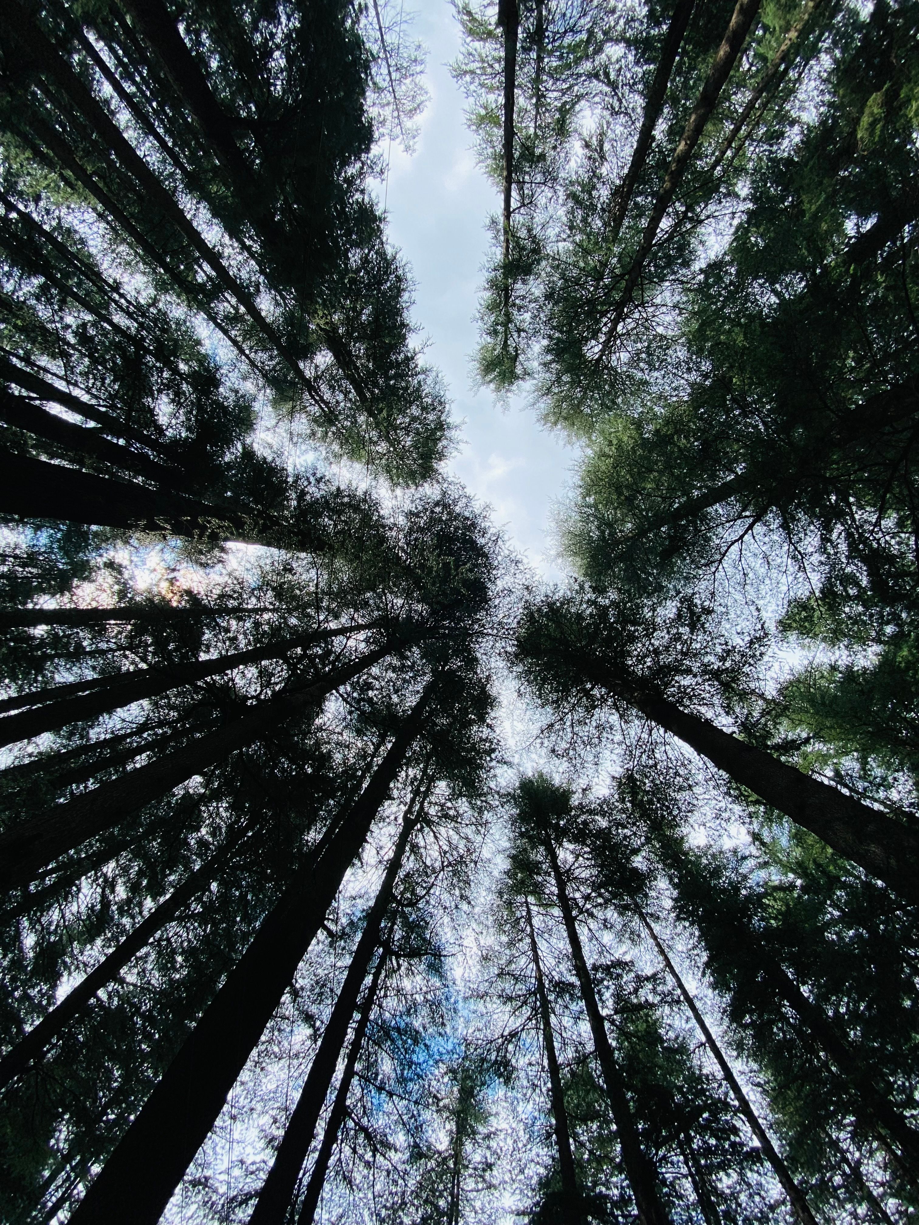 Low Angle Shot of Tall Trees · Free Stock Photo