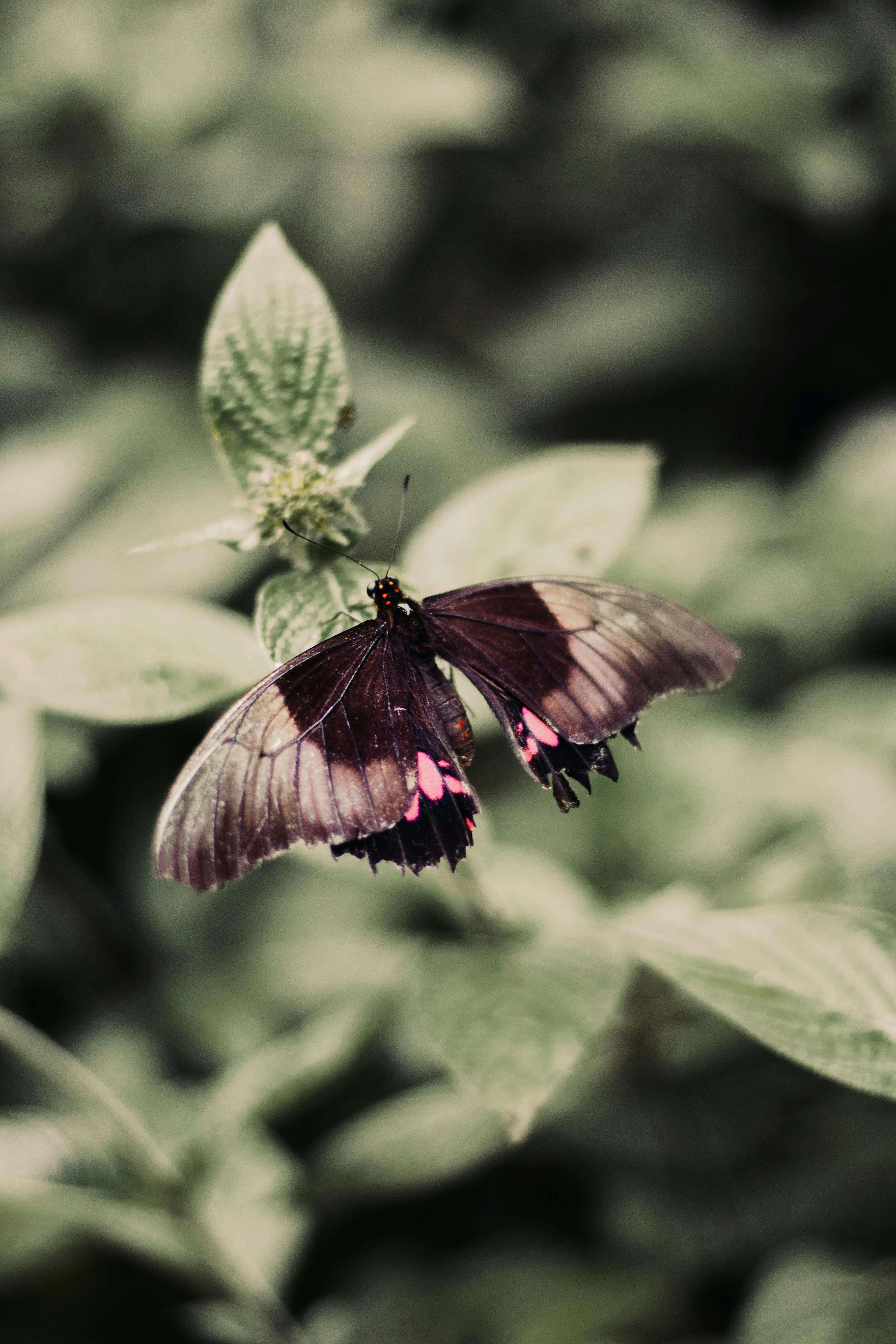 Ruby Spotted Swallowtail on Plant · Free Stock Photo