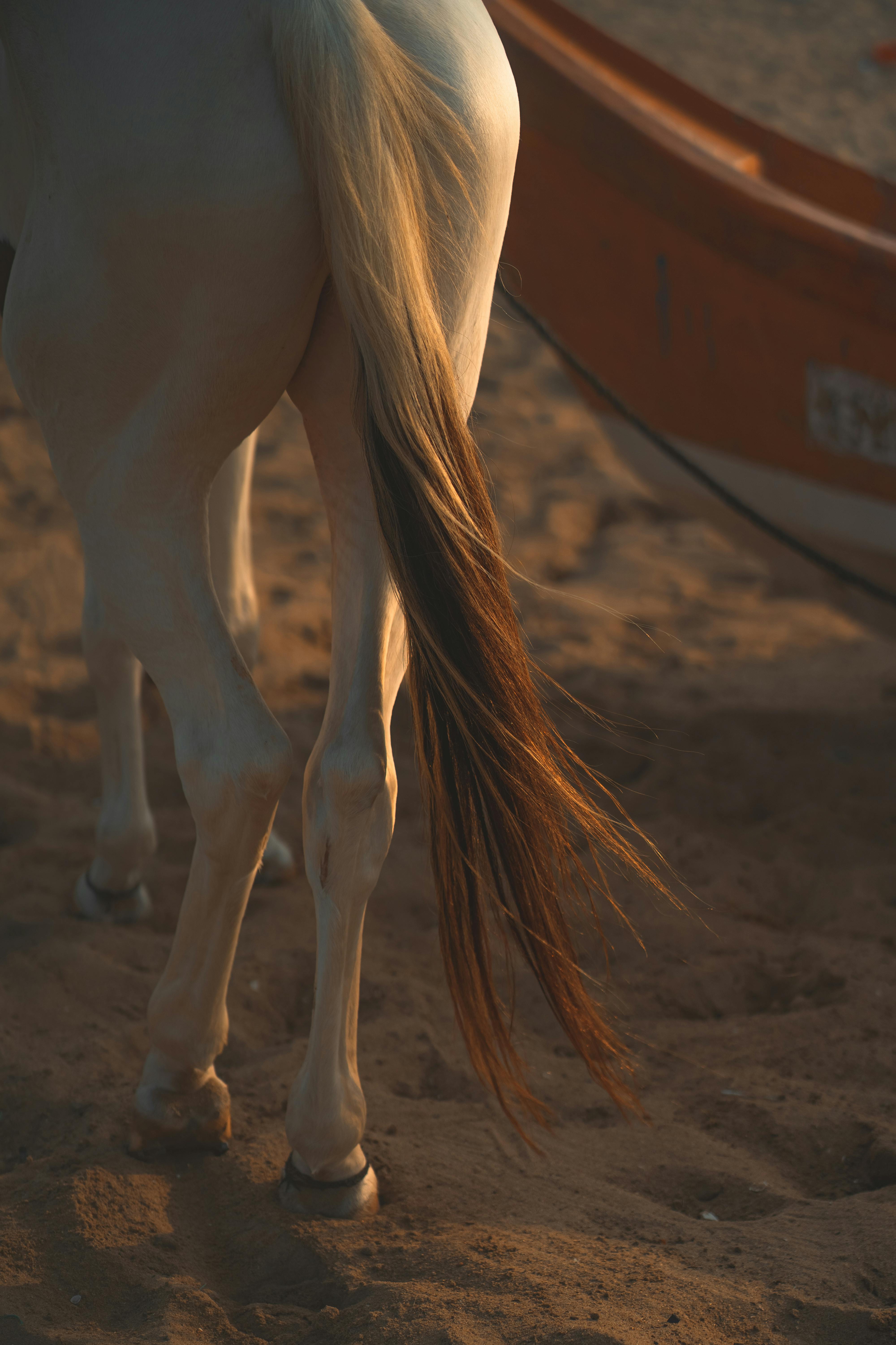 Hind Photos, Download The BEST Free Hind Stock Photos & HD Images