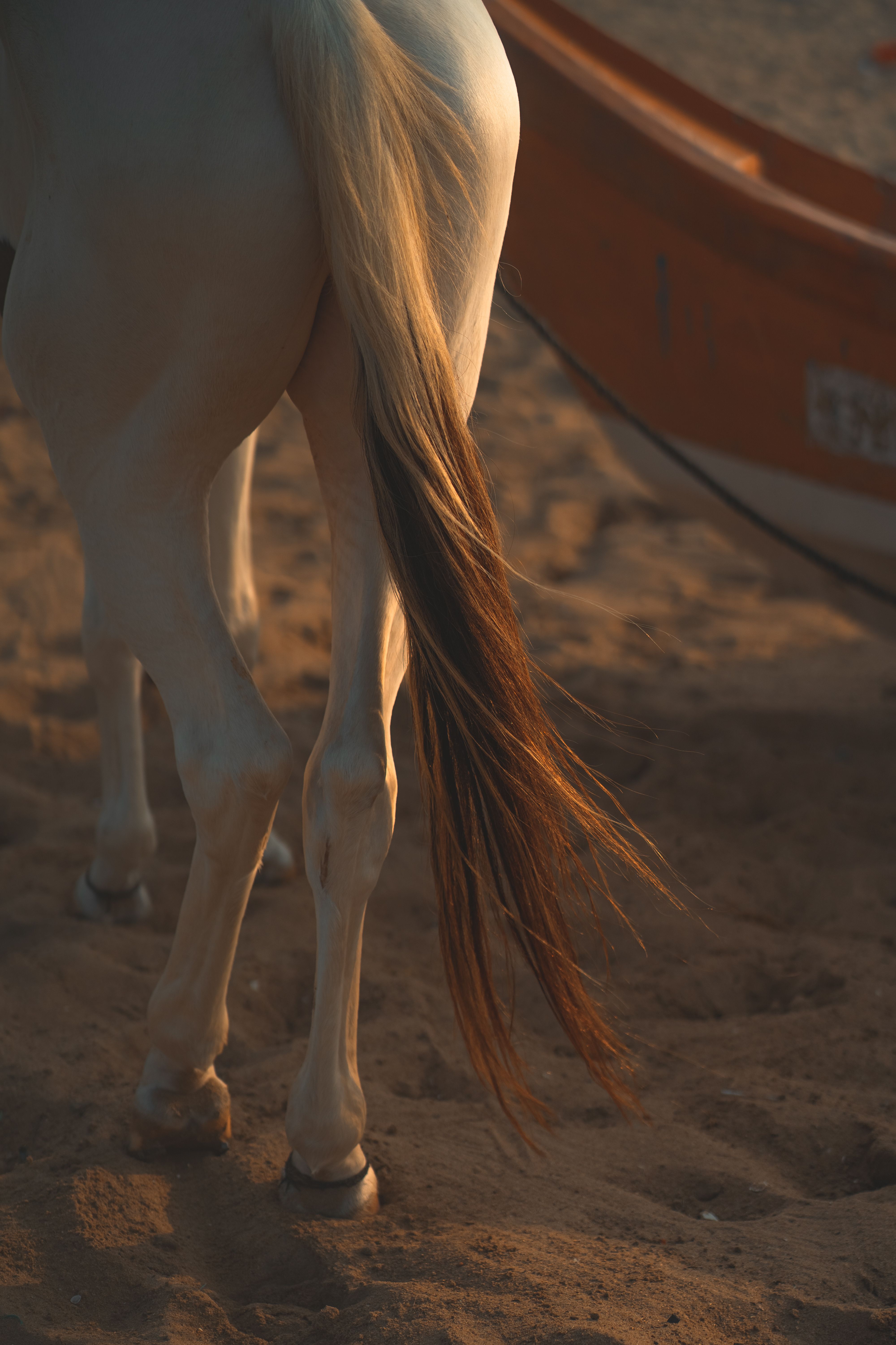 Horse Hind Limbs and Tail · Free Stock Photo