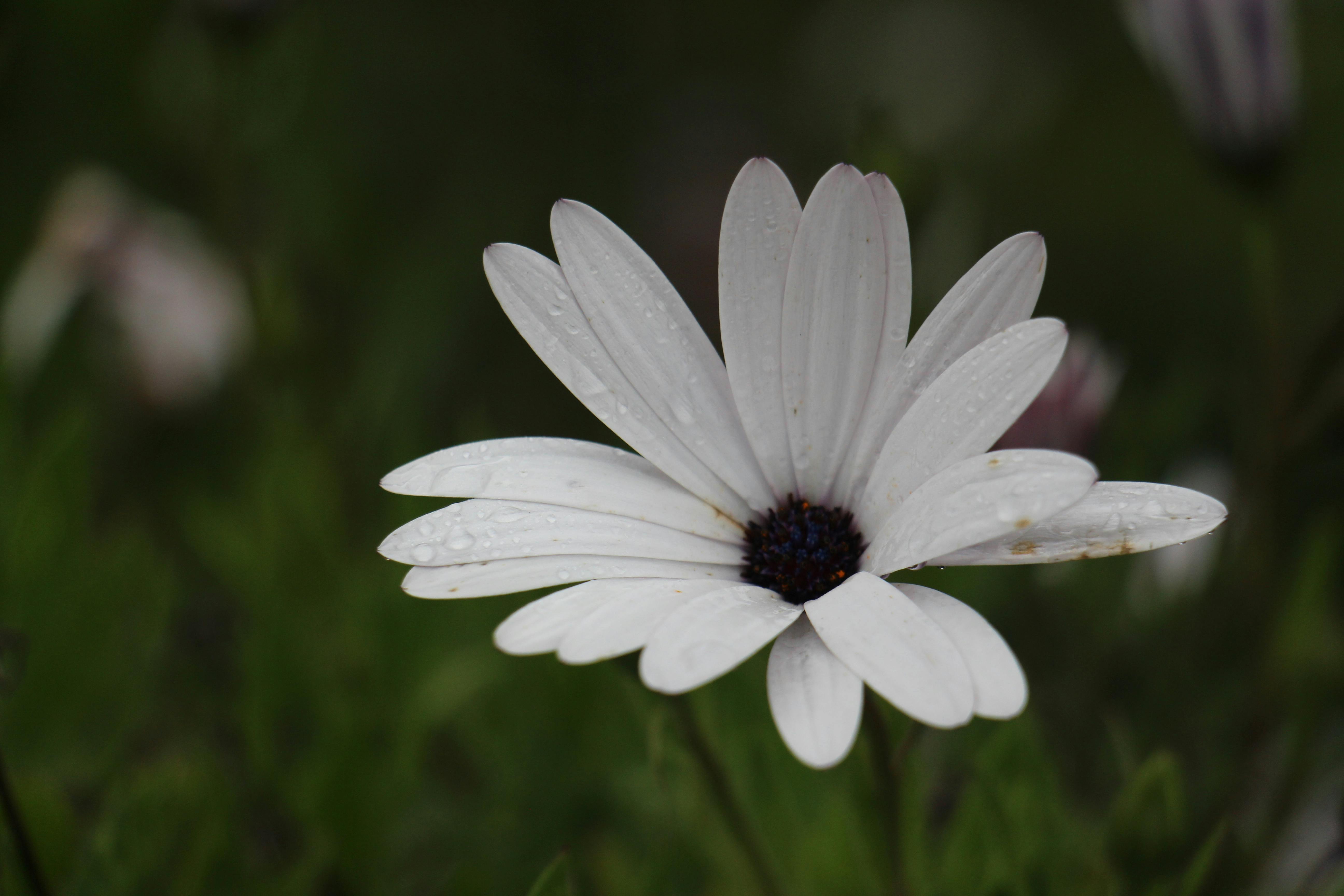 A.Vasantha Kumar - 摄影