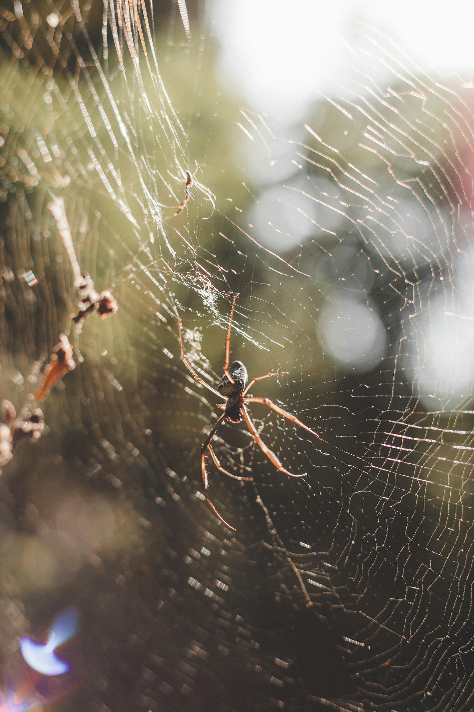 Spider And Web Photos, Download The BEST Free Spider And Web Stock ...