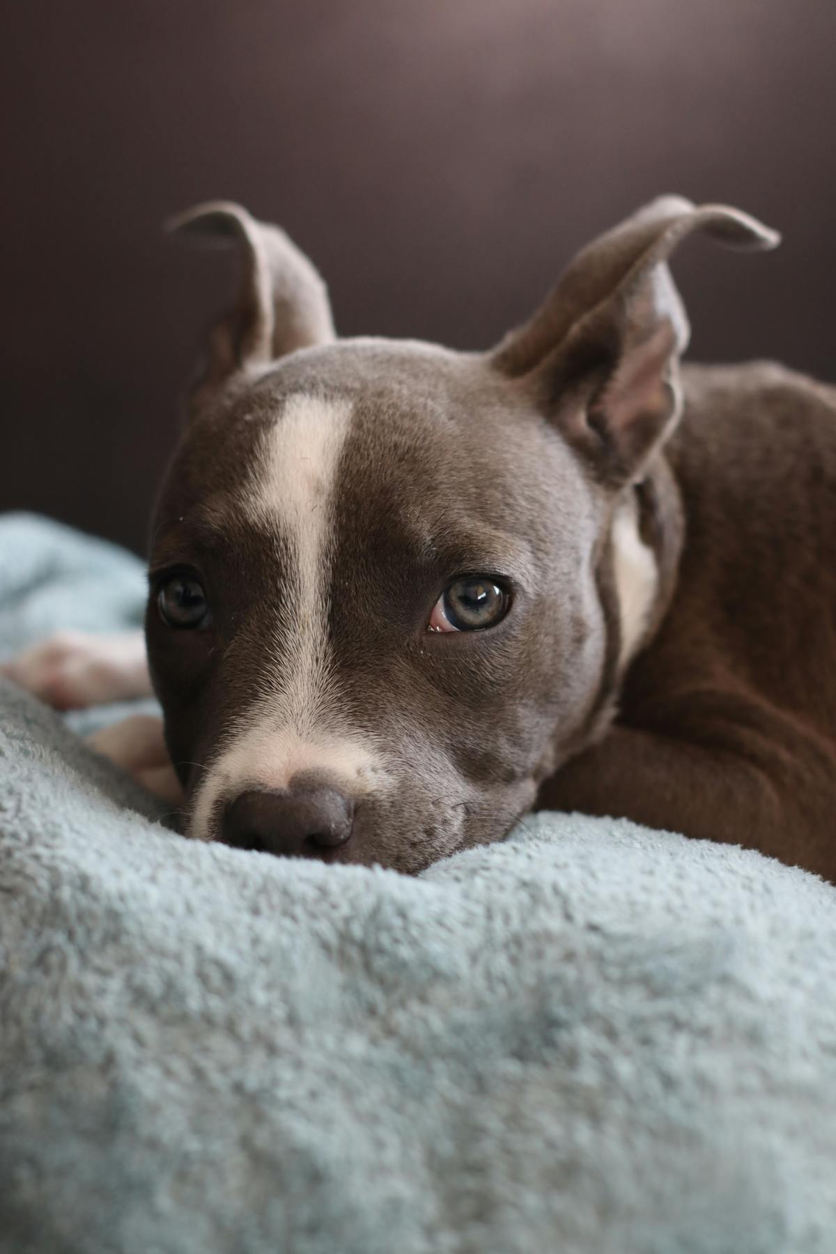 Pit Bull Photos, Download The BEST Free Pit Bull Stock Photos & HD Images