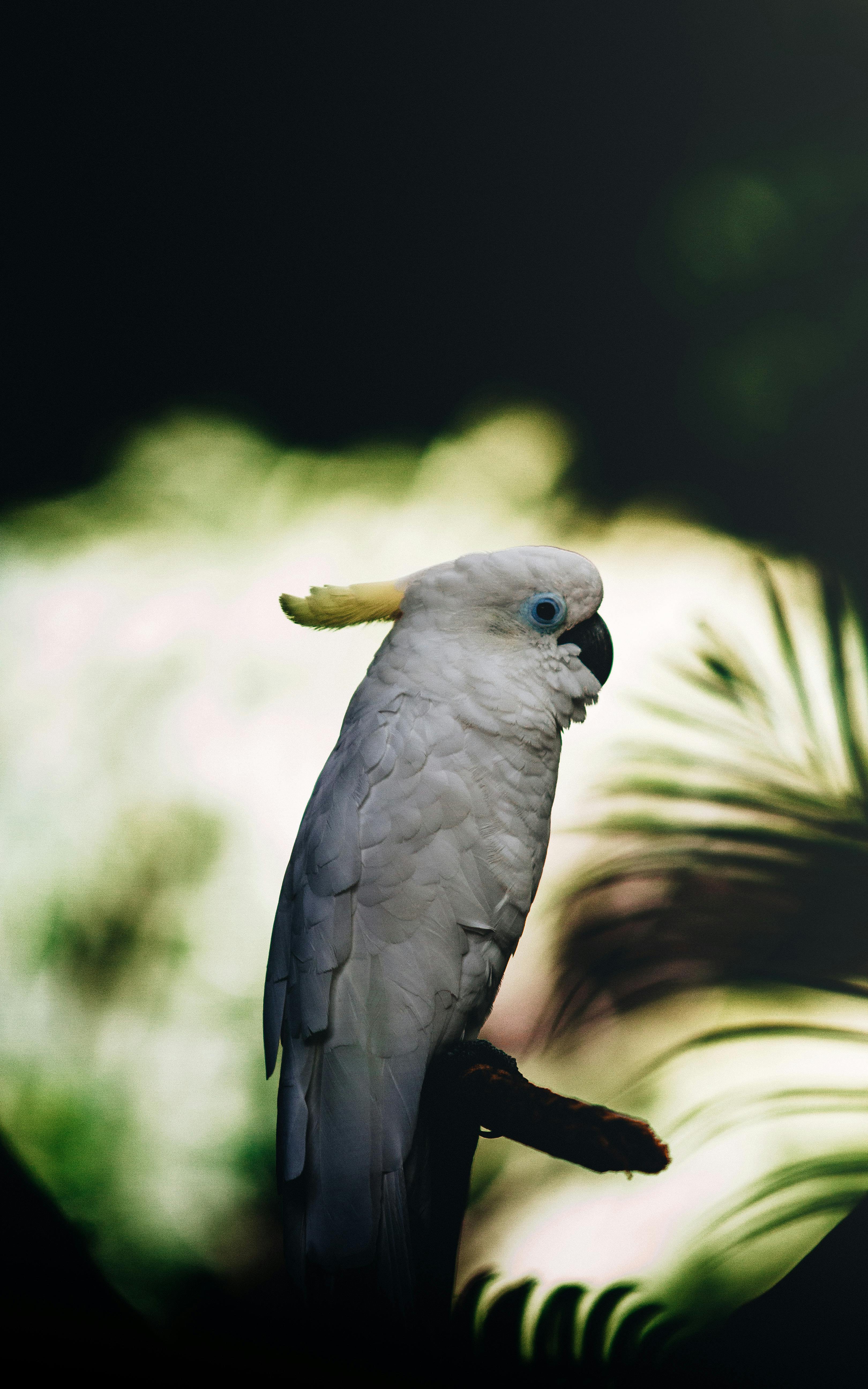 Blue-Eyed Cockatoo on Wood · Free Stock Photo