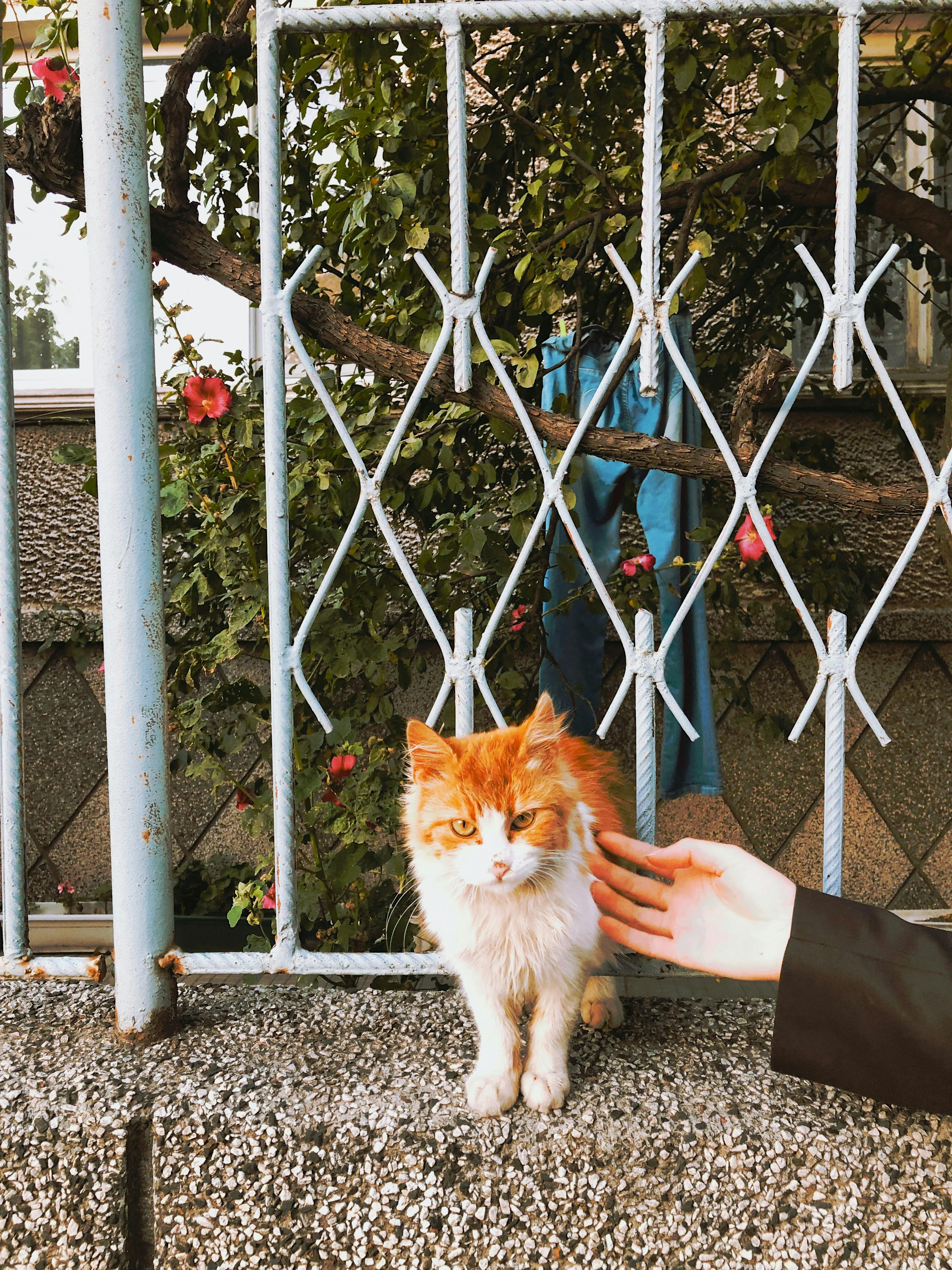 Cats Pawn on Humans Hand · Free Stock Photo