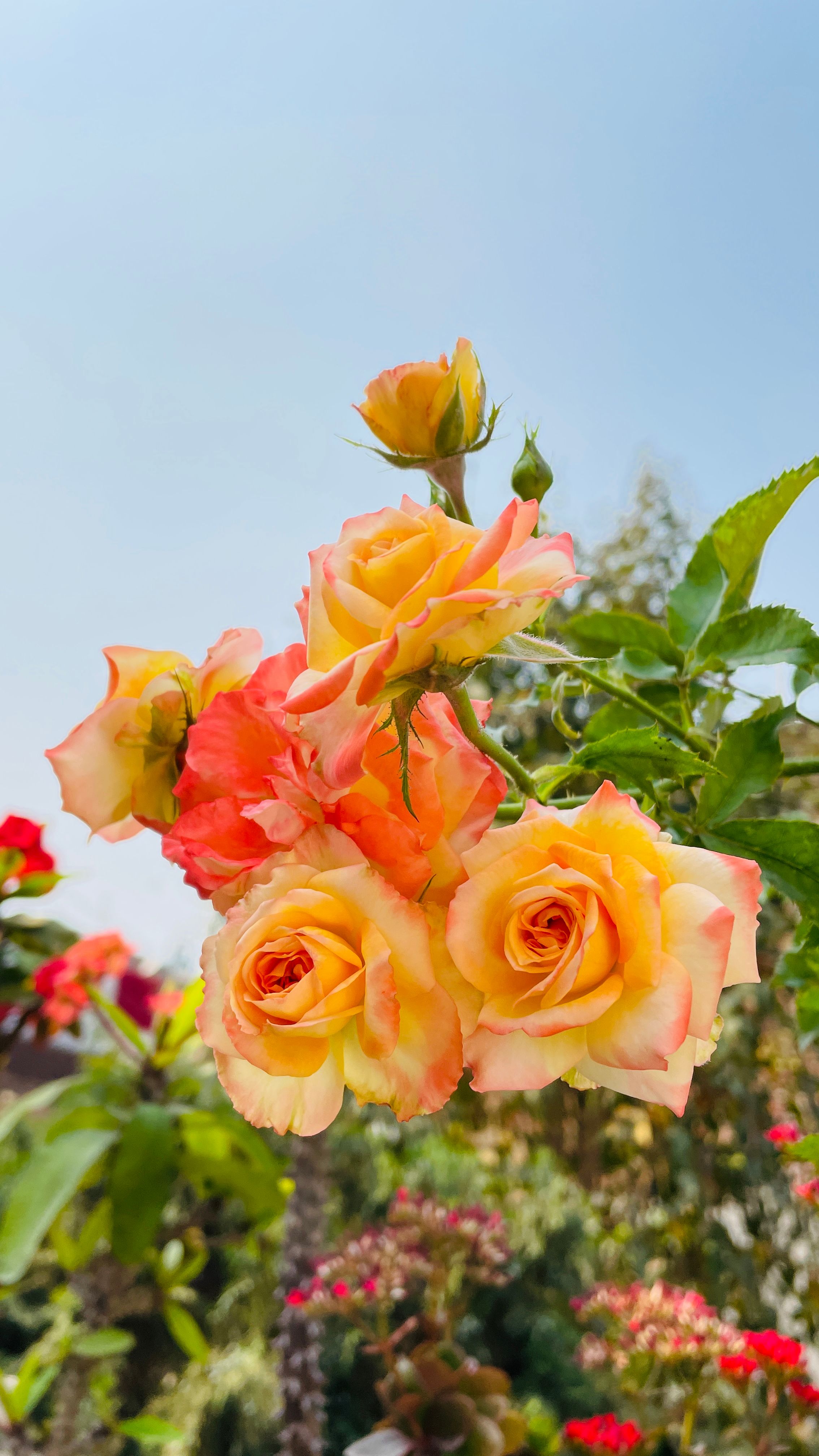 Branch of Pink Roses · Free Stock Photo
