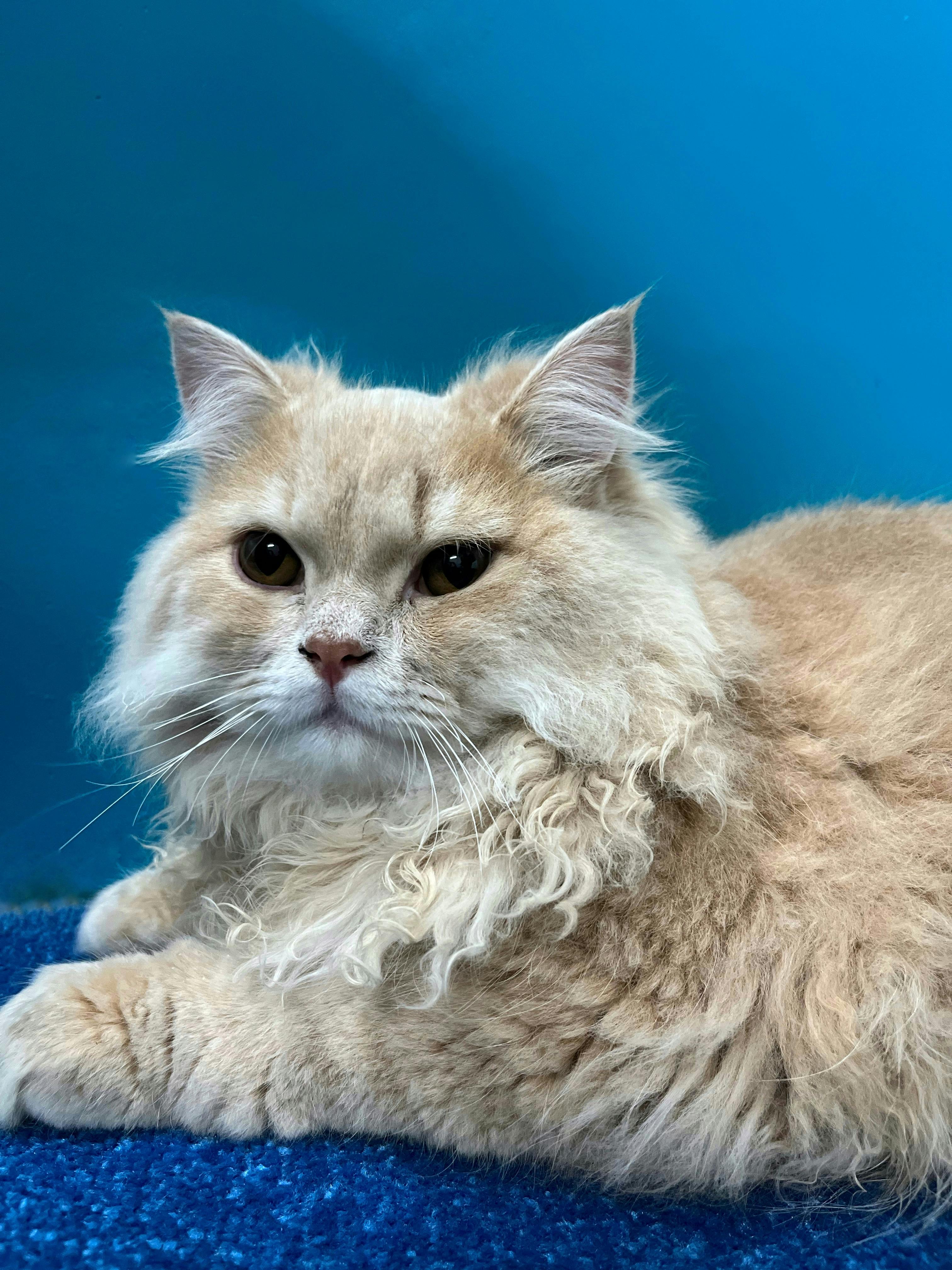 Mohit Tandon - 사진