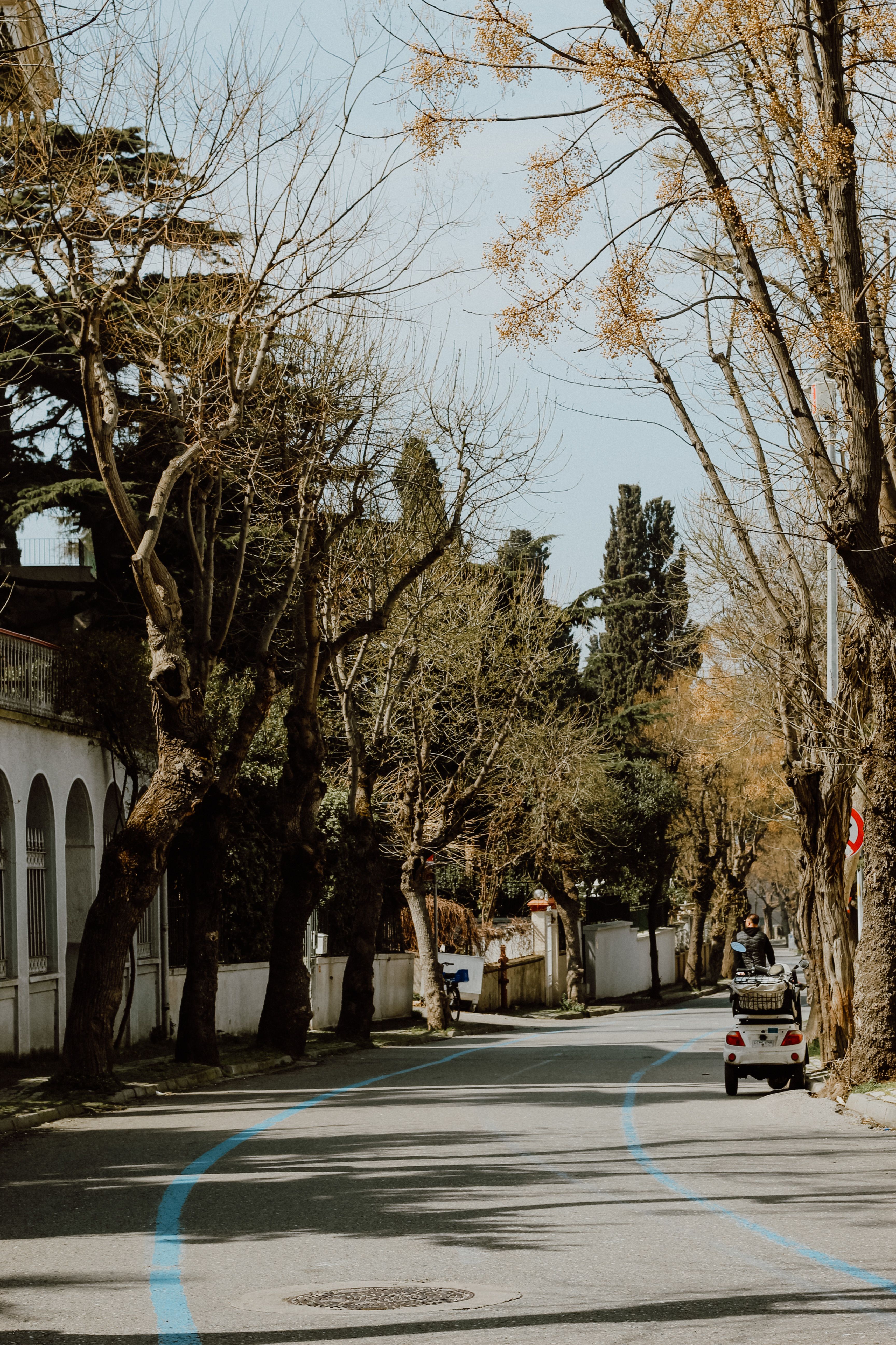 Palm Trees near Empty Street in Town · Free Stock Photo