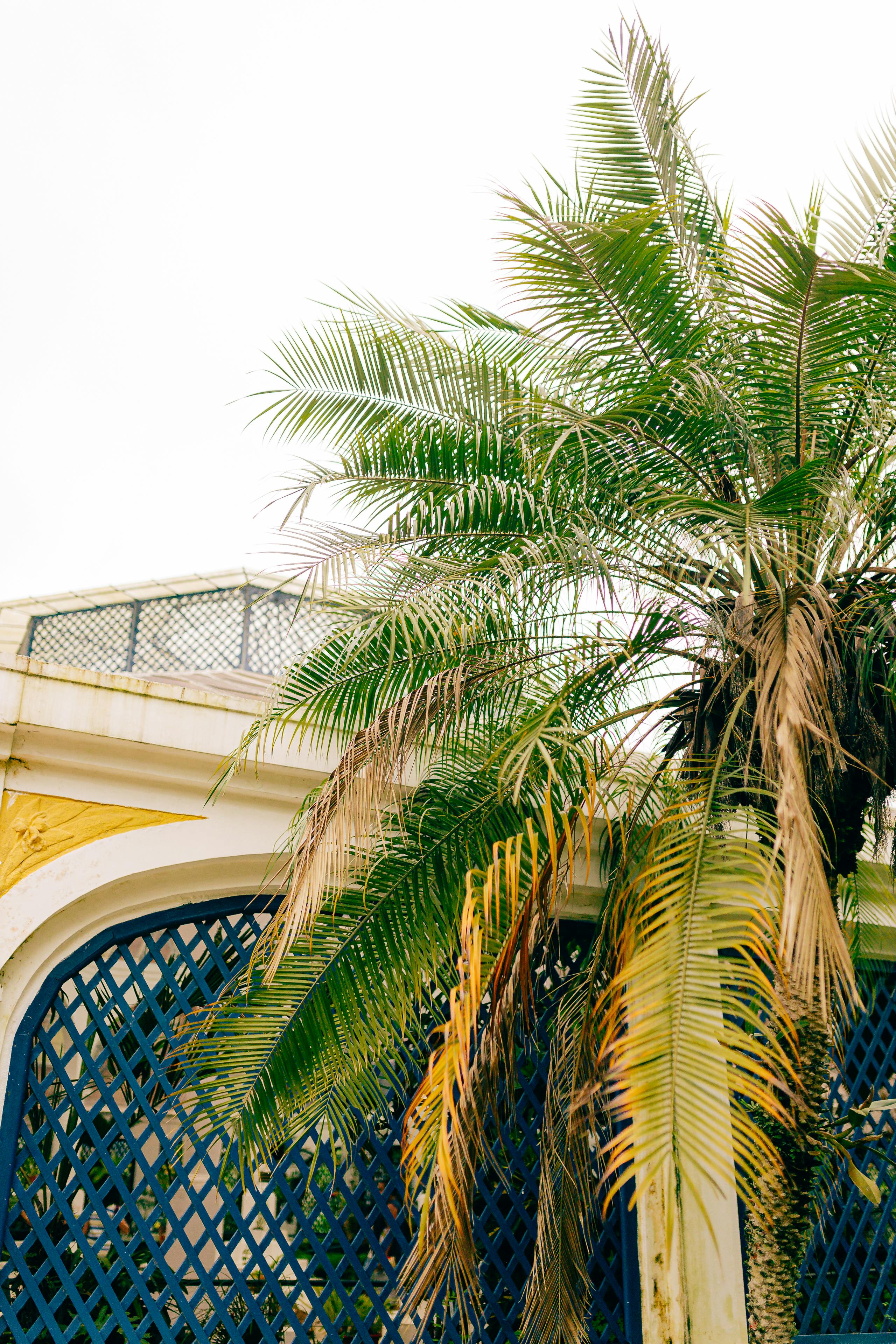 Palm Tree near Building Wall · Free Stock Photo