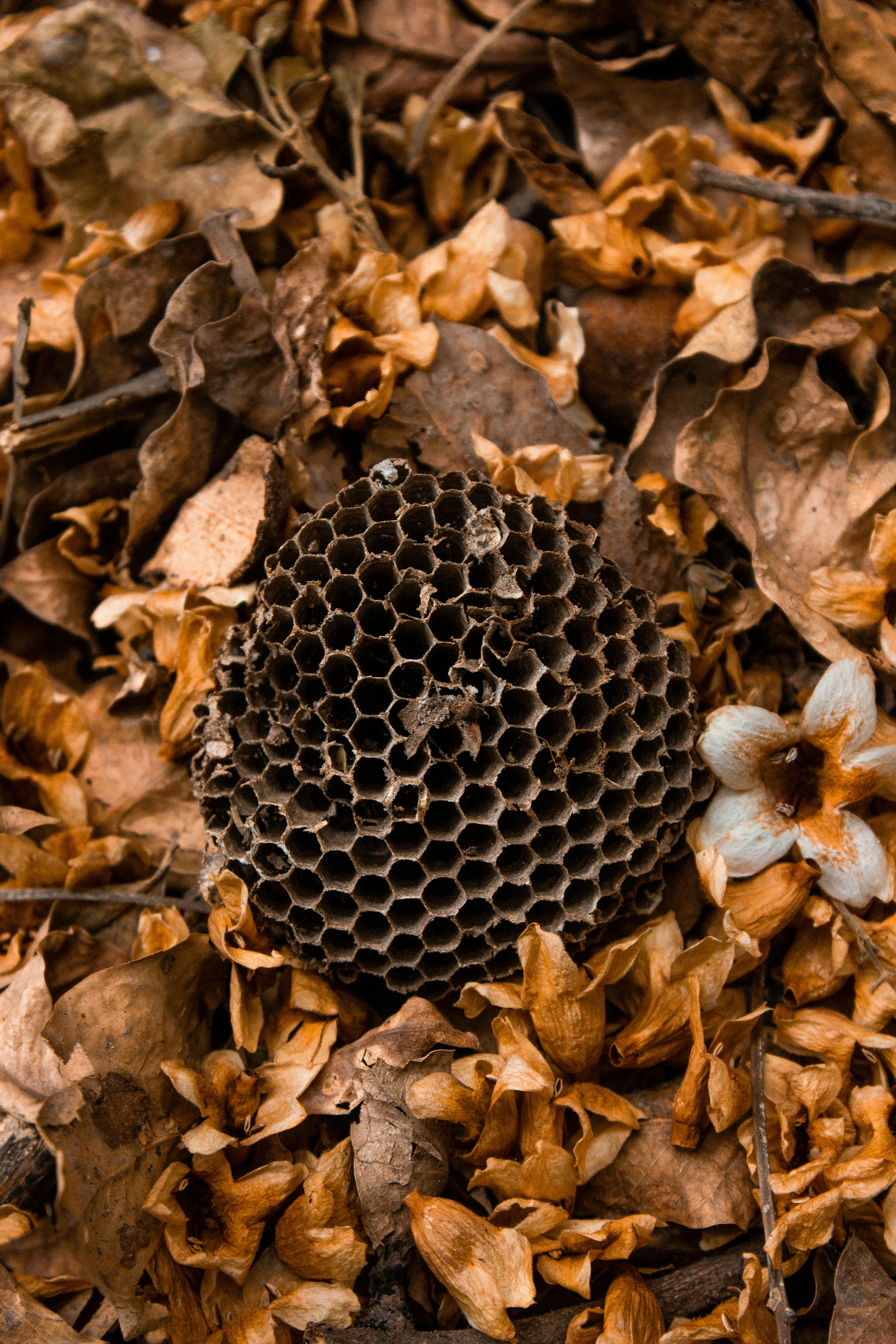 Honey Plaster on Ground in Autumn · Free Stock Photo