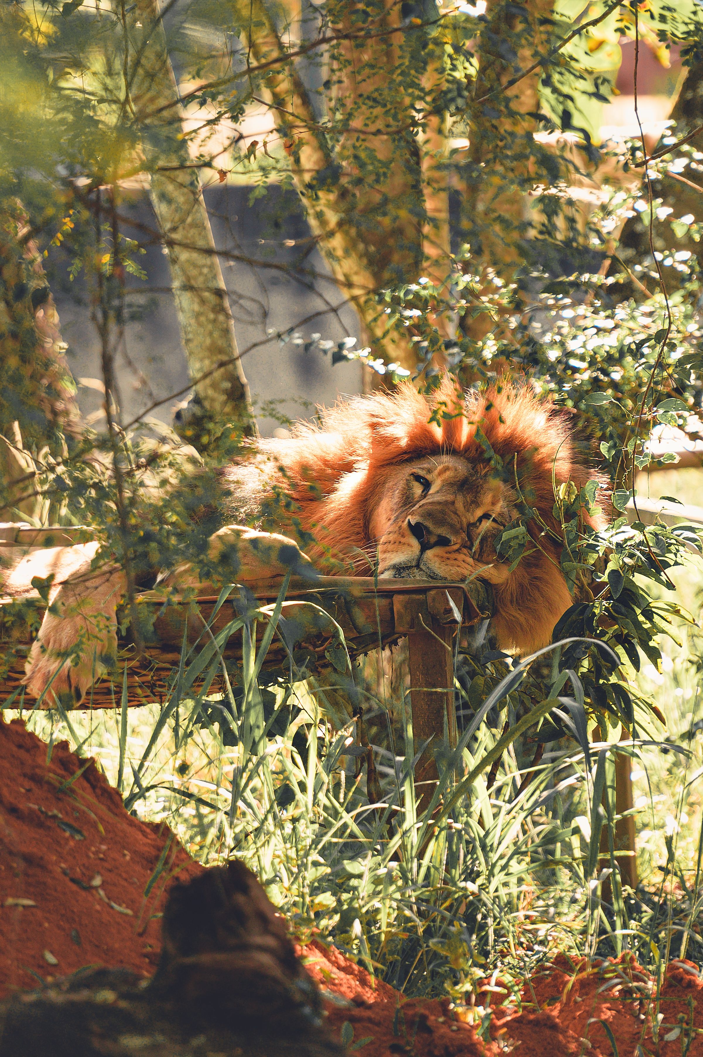 Lion Sleeping on Wooden Platform · Free Stock Photo