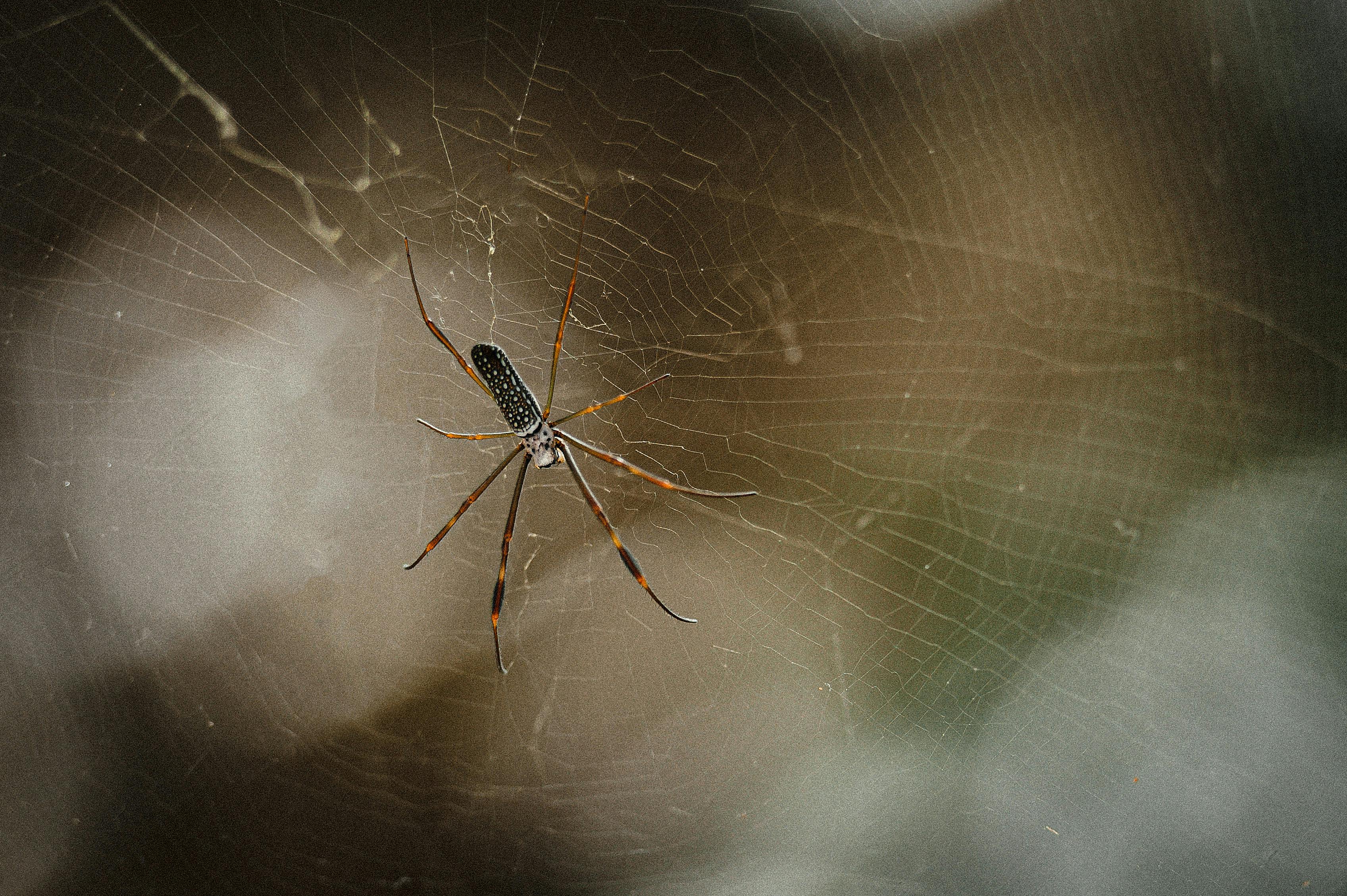 Closeup Photography of Argiope Spider on Web · Free Stock Photo