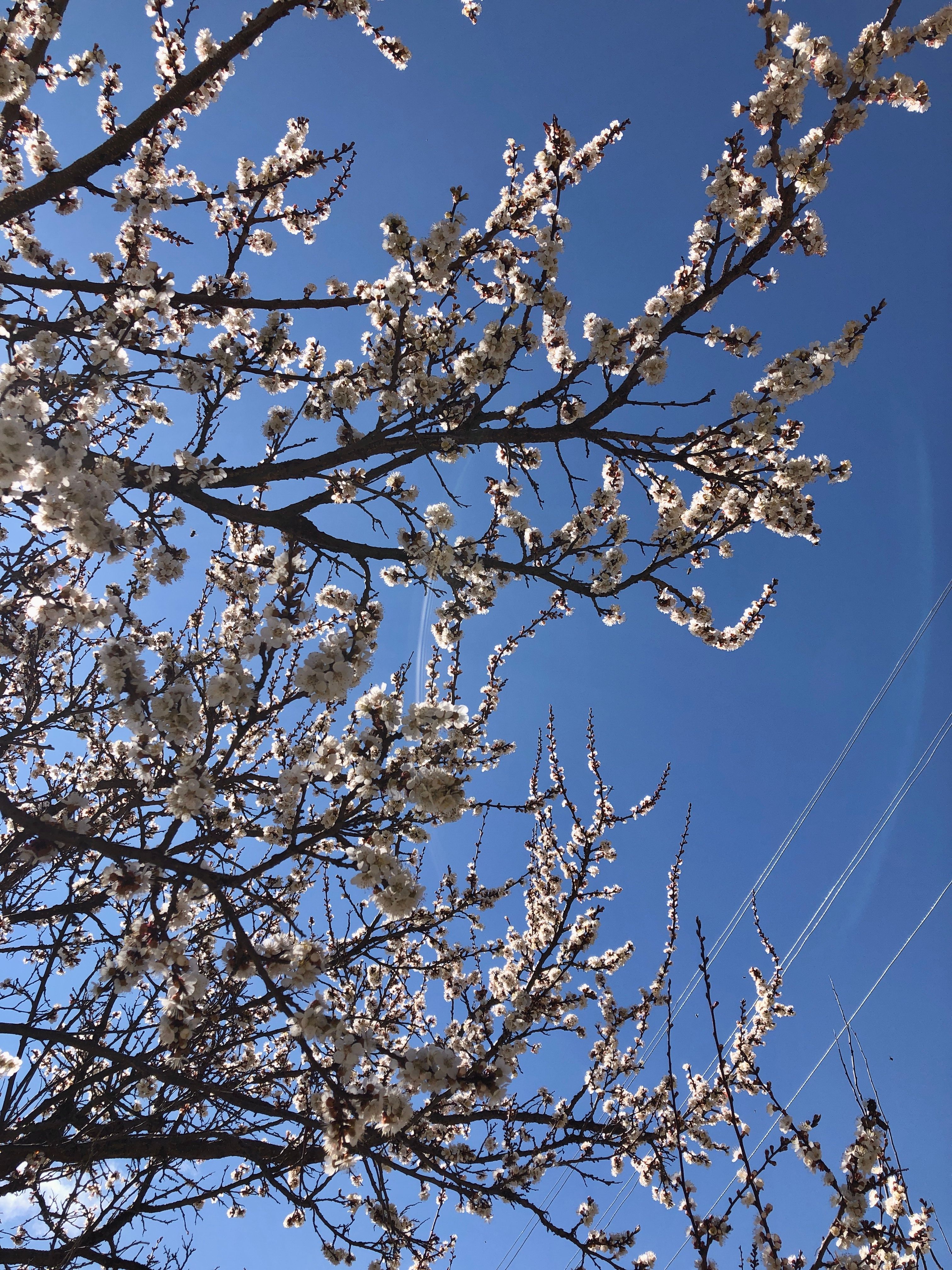 Blooming Cherry Tree Branches in the Clear Blue Sky · Free Stock Photo