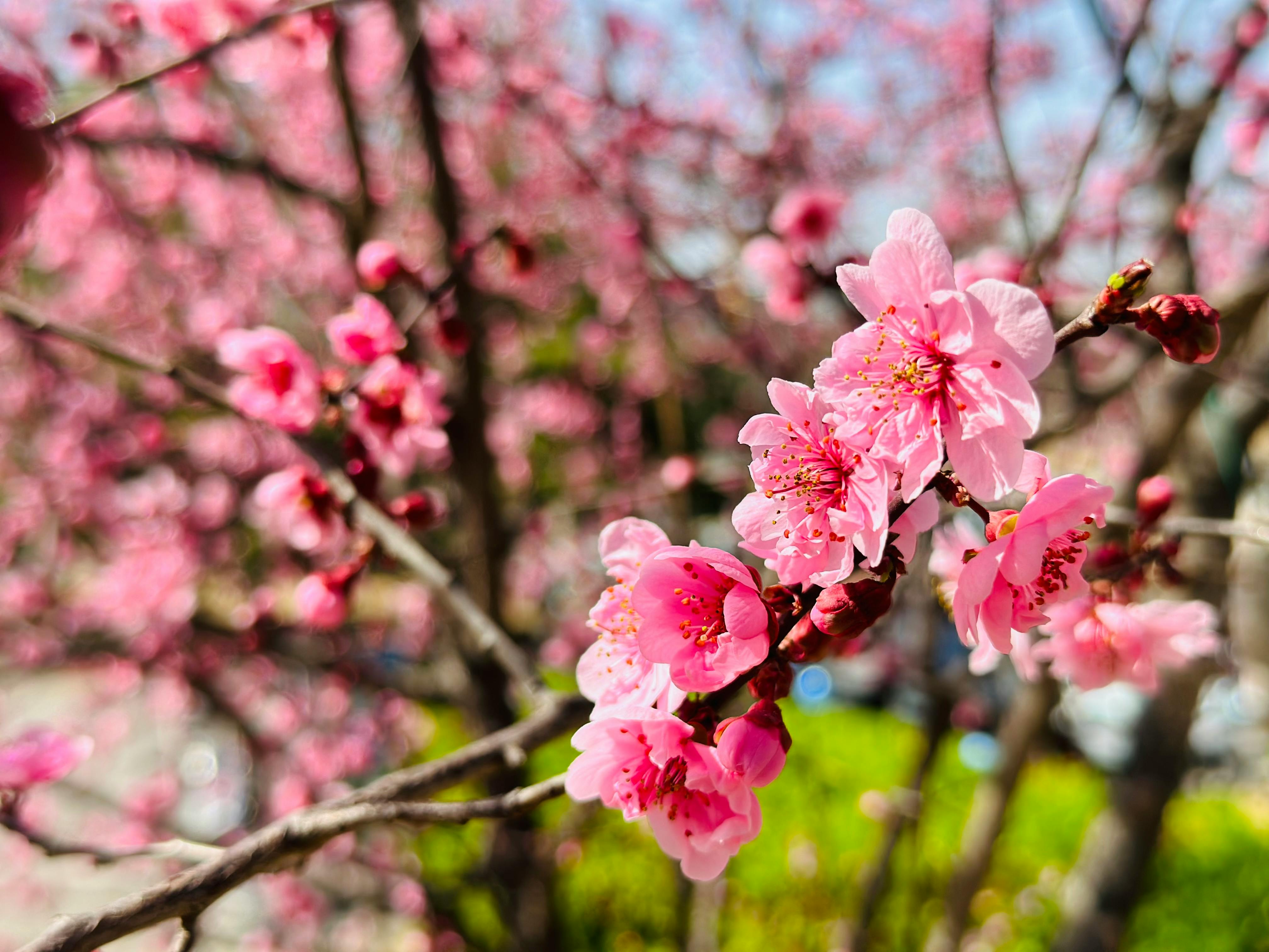 Árvore De Flor De Cerejeira Rosa Sob O Céu Azul · Foto profissional ...