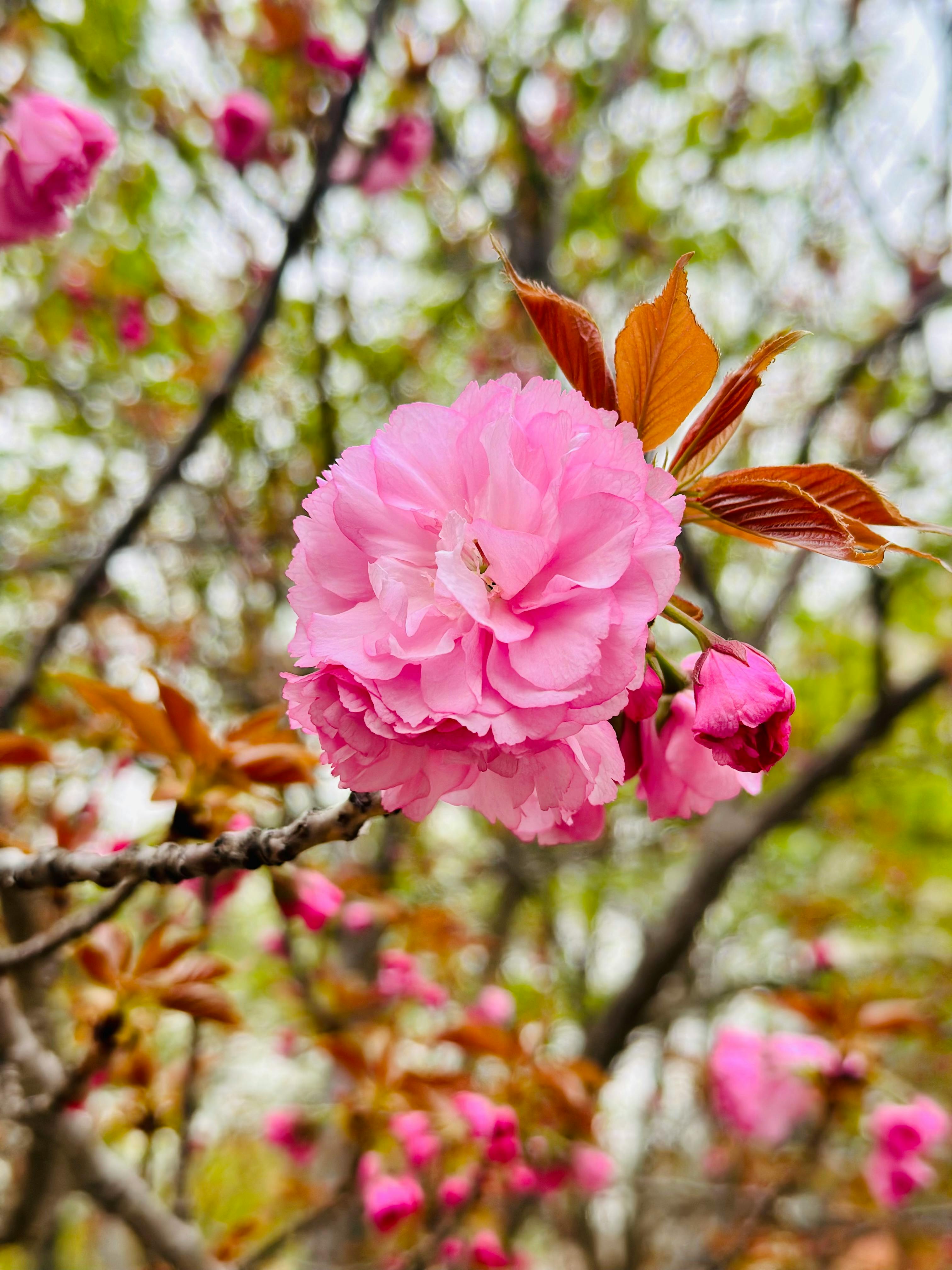 Md Shamimul Arefin - fotografia