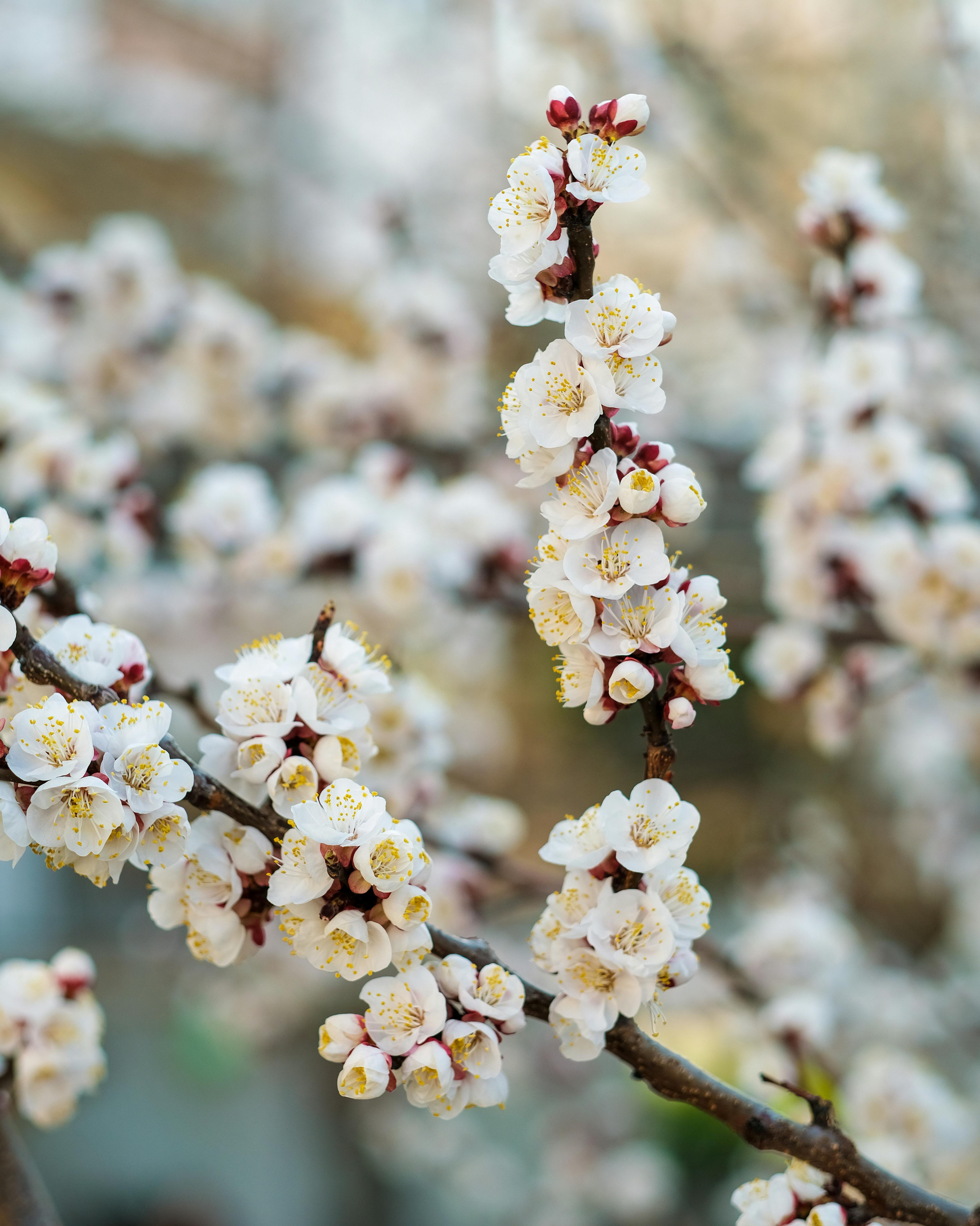 White Magik Photos, Download The BEST Free White Magik Stock Photos ...