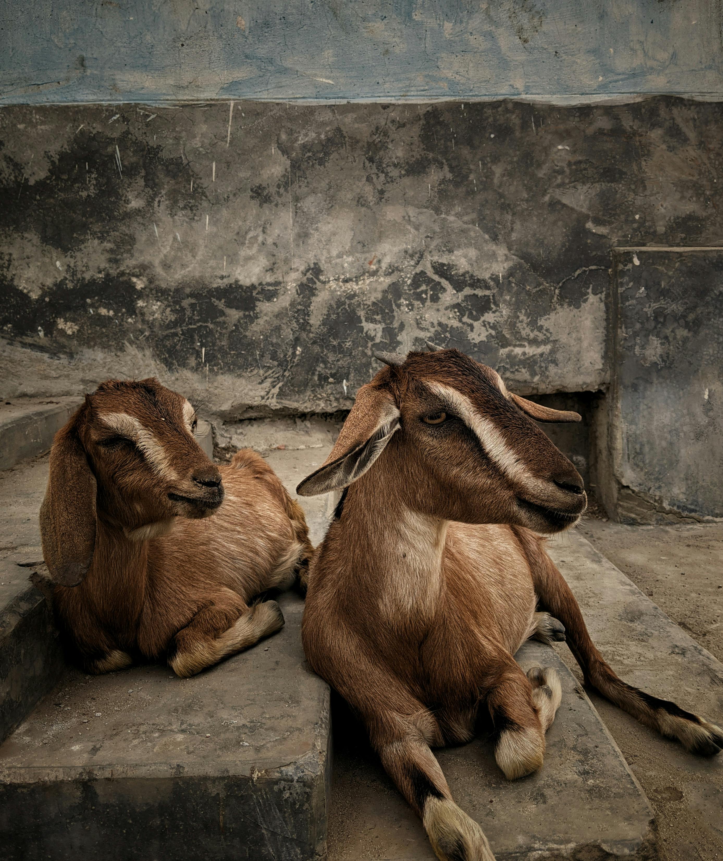 Goat Lit Photos, Download The BEST Free Goat Lit Stock Photos & HD Images