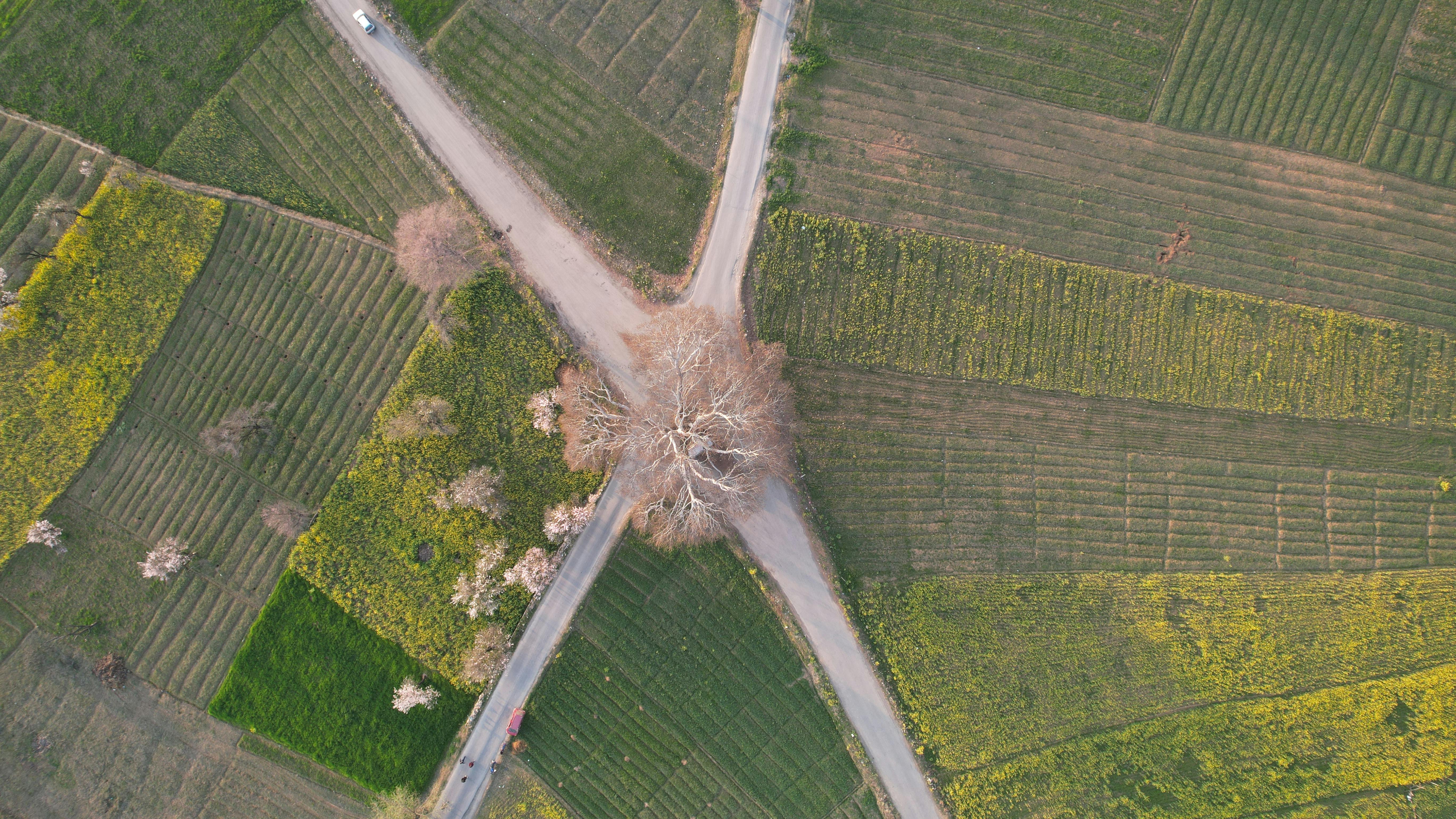 Top View of a Tree in the Middle of a Crossroad between Croplands ...