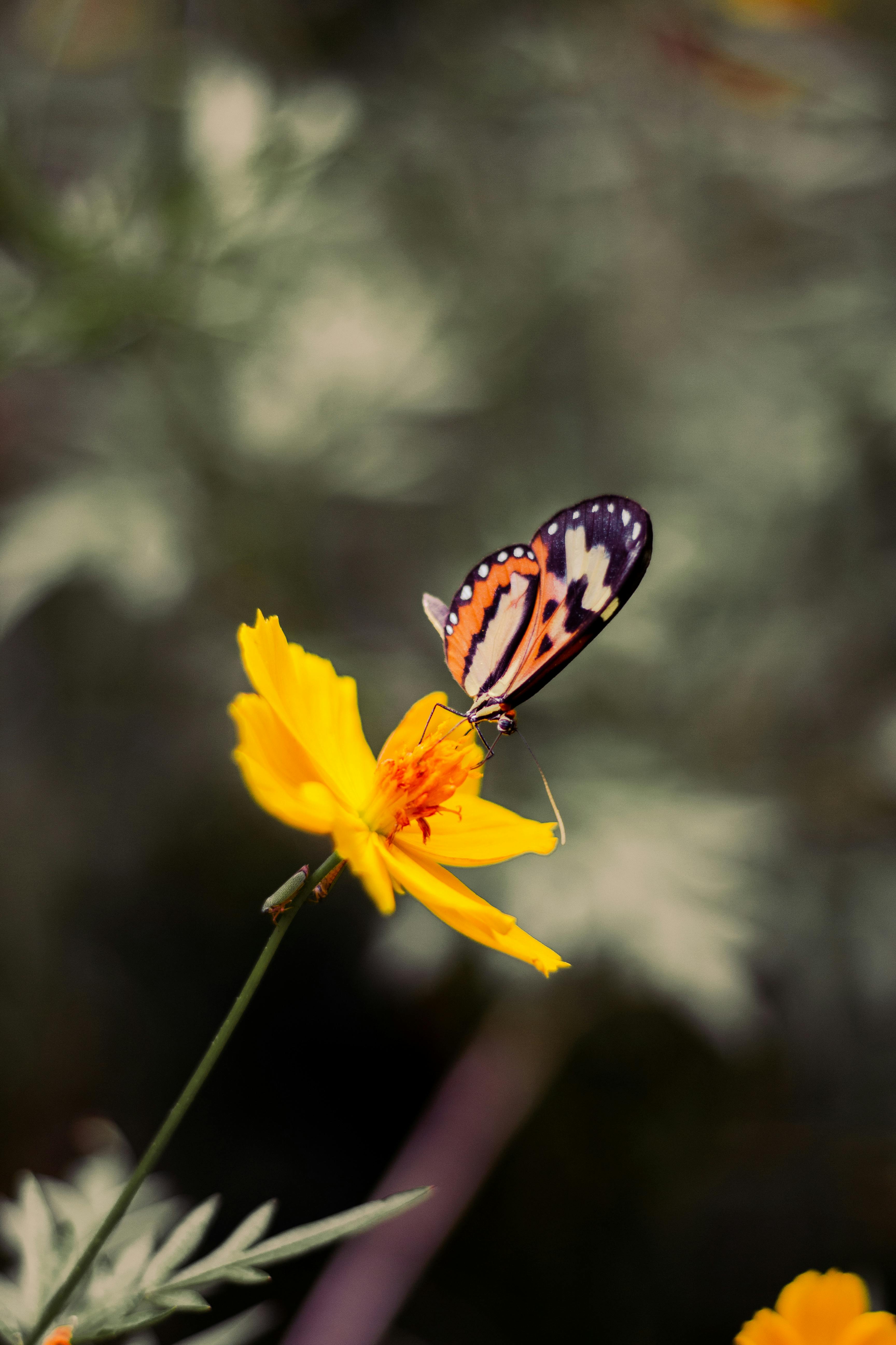 Selective Focus Photography of Butterfly · Free Stock Photo