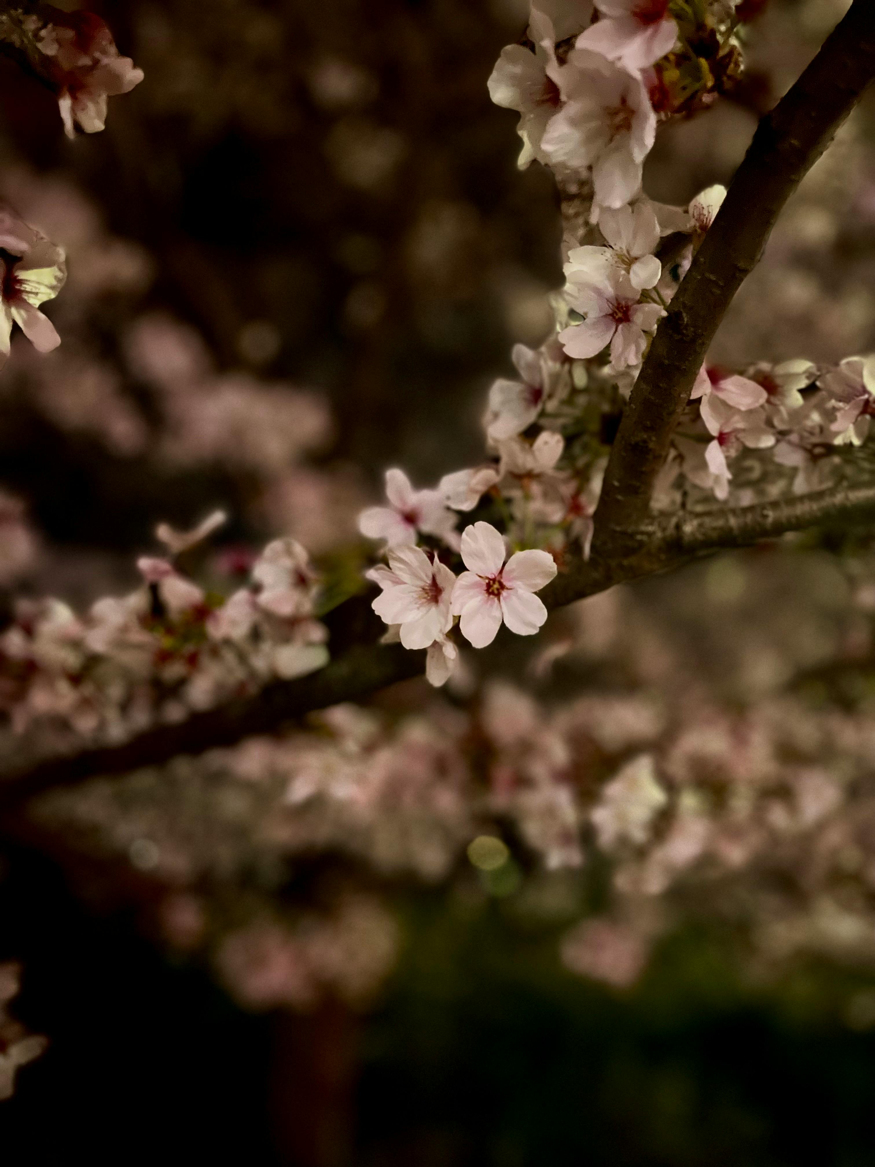 Branch Of Tree Podium Photos, Download The BEST Free Branch Of Tree ...