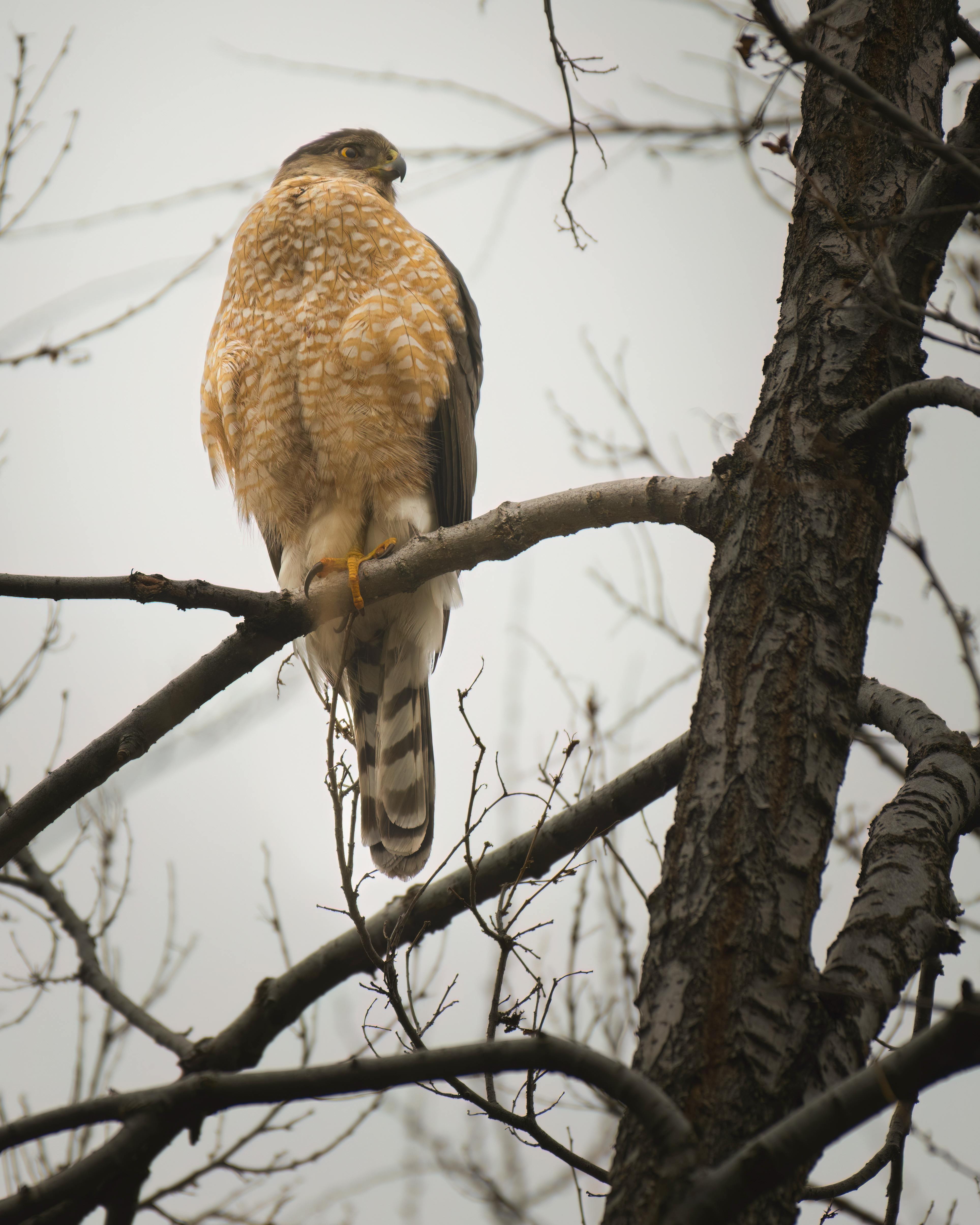 Close-up of an American Robin · Free Stock Photo