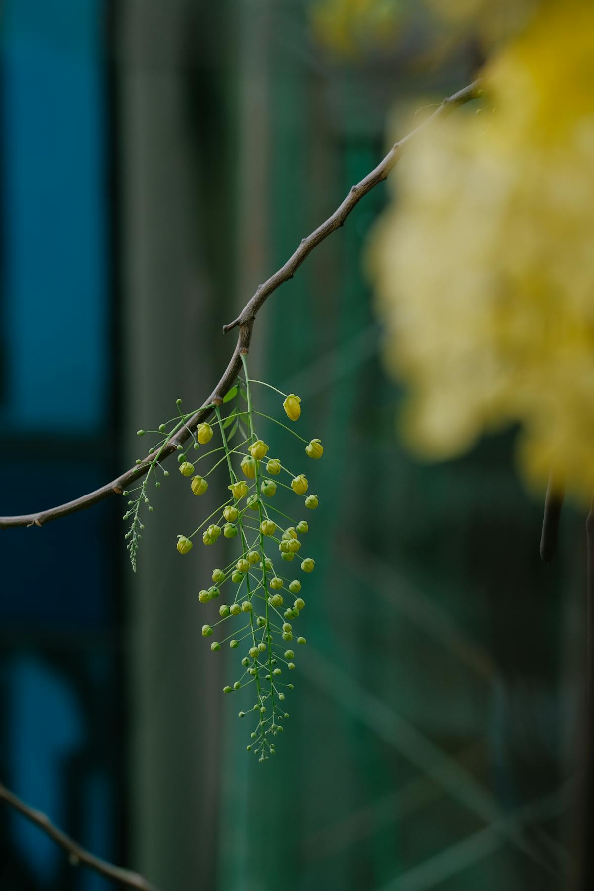 Twings Photos, Download The BEST Free Twings Stock Photos & HD Images