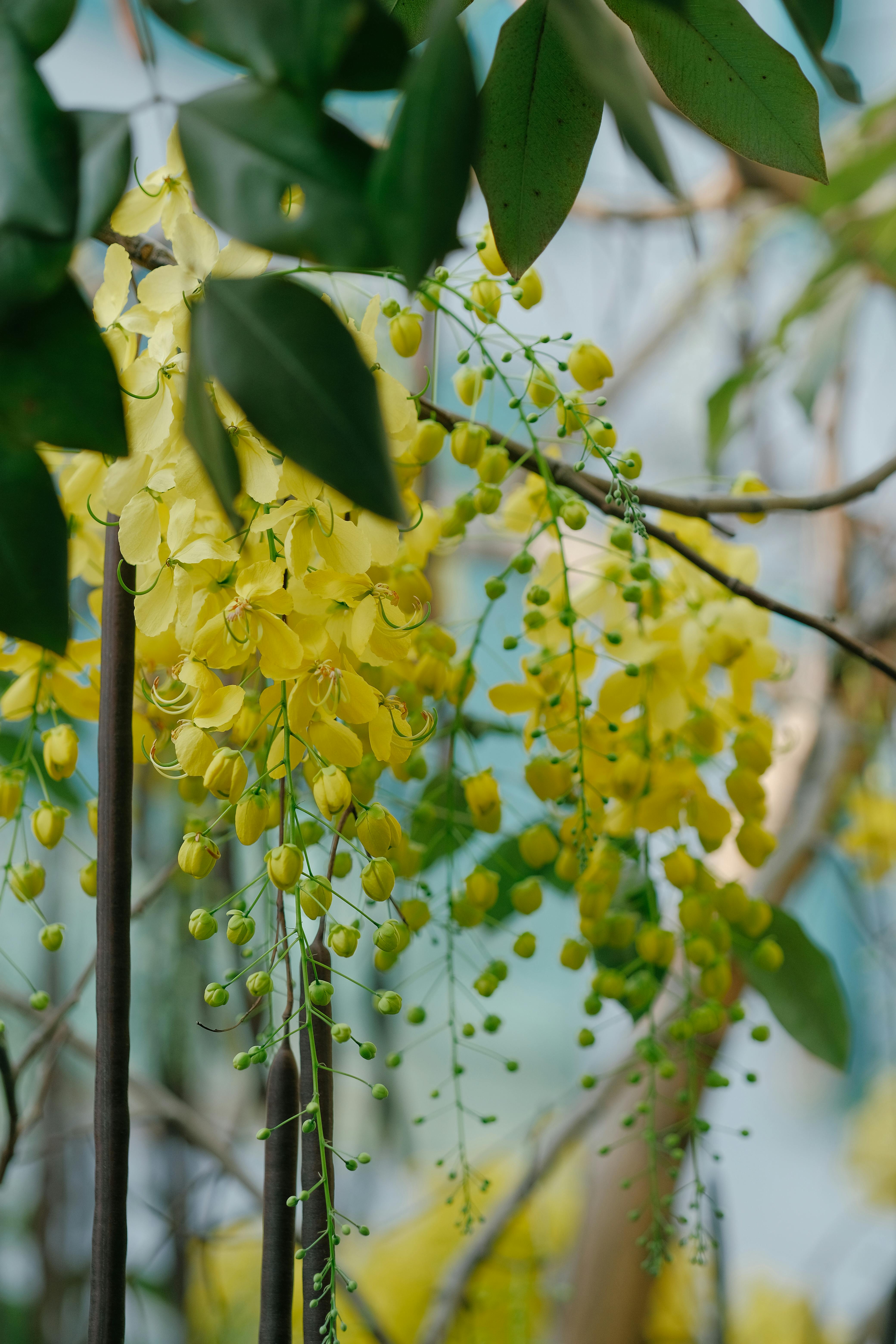 Vine Flowers Photos, Download The BEST Free Vine Flowers Stock Photos ...