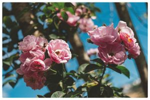 Wild Rose Photos, Download The BEST Free Wild Rose Stock Photos & HD Images