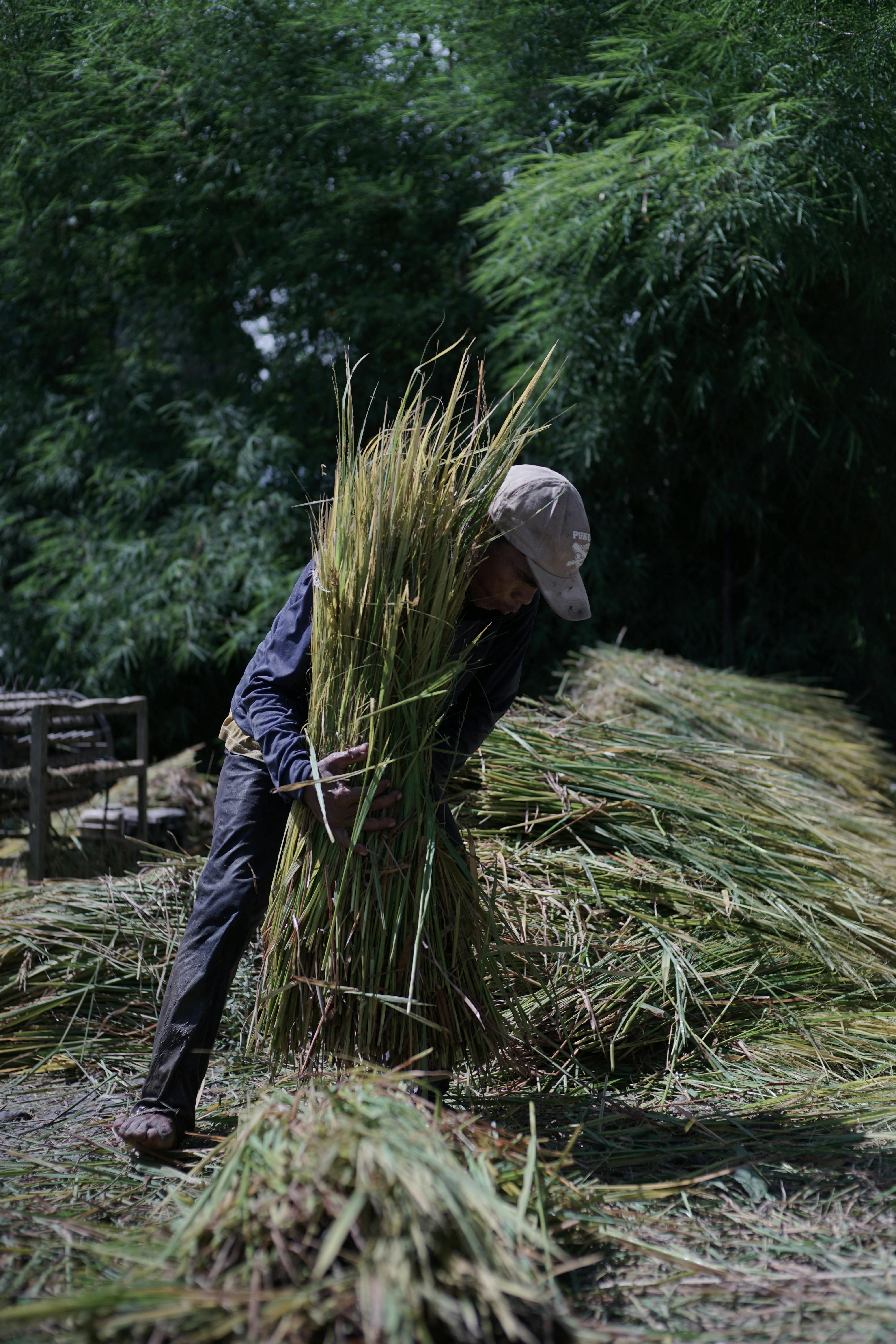 Man Carrying Yoke With Rice Grains · Free Stock Photo